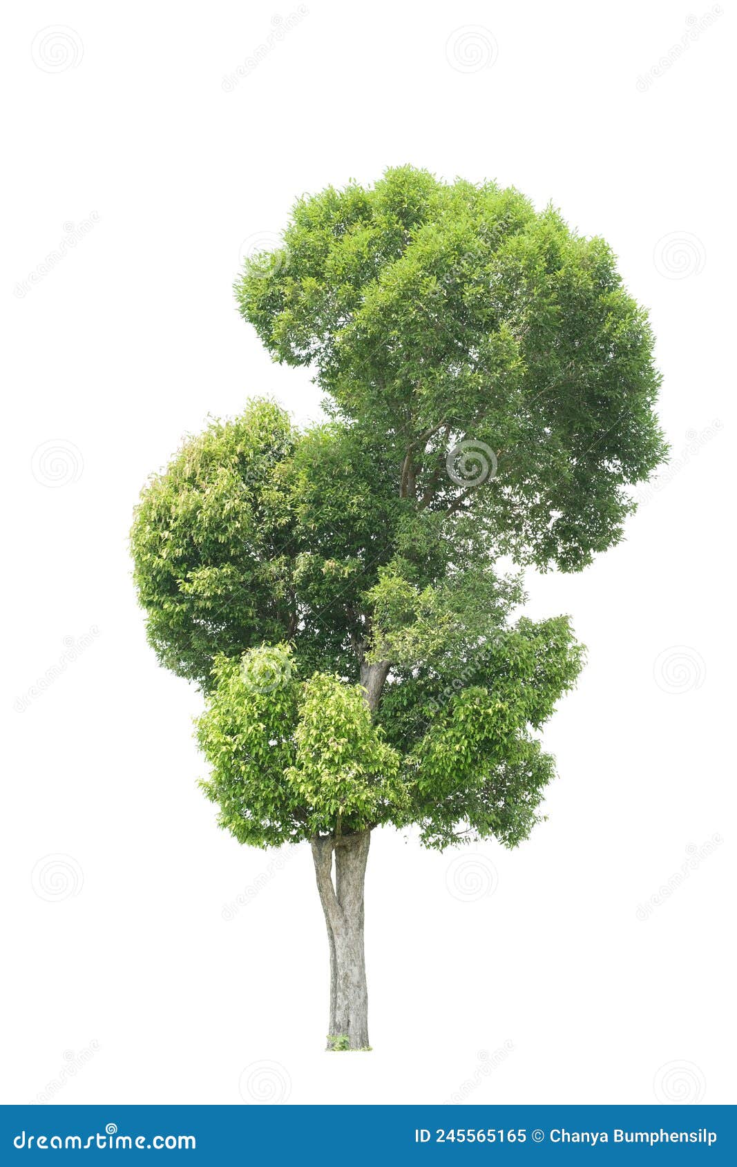 Tree Side View Isolated on White Background for Landscape Stock Image ...