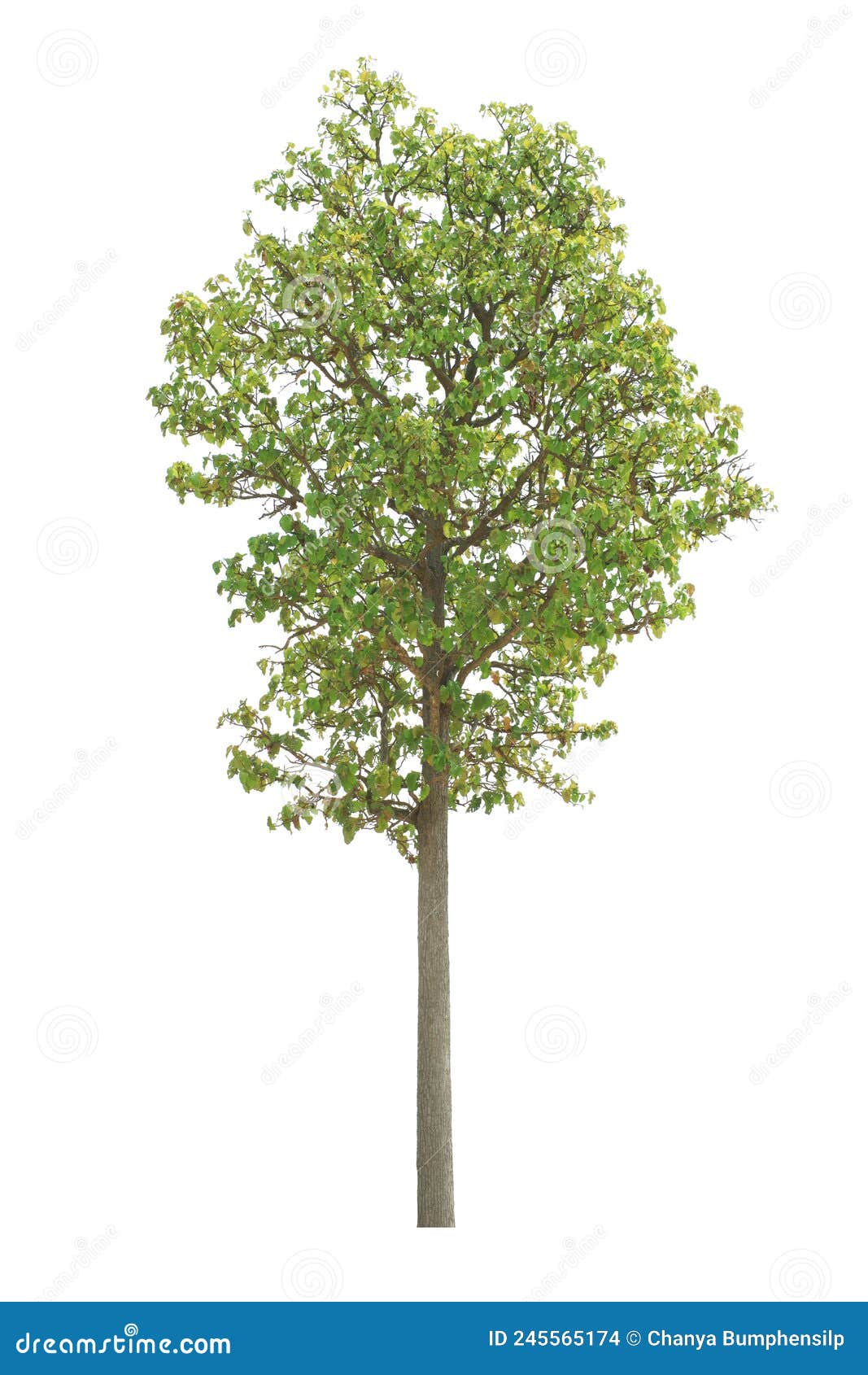 Tree Side View Isolated on White Background for Landscape Stock Photo ...