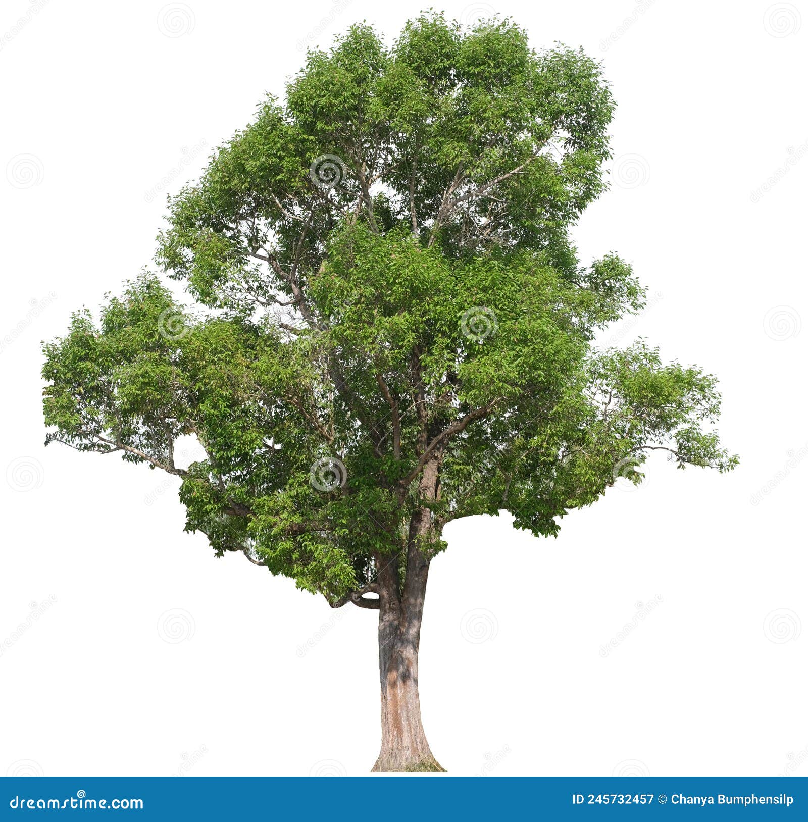 Tree Side View Isolated on White Background for Landscape Stock Image ...
