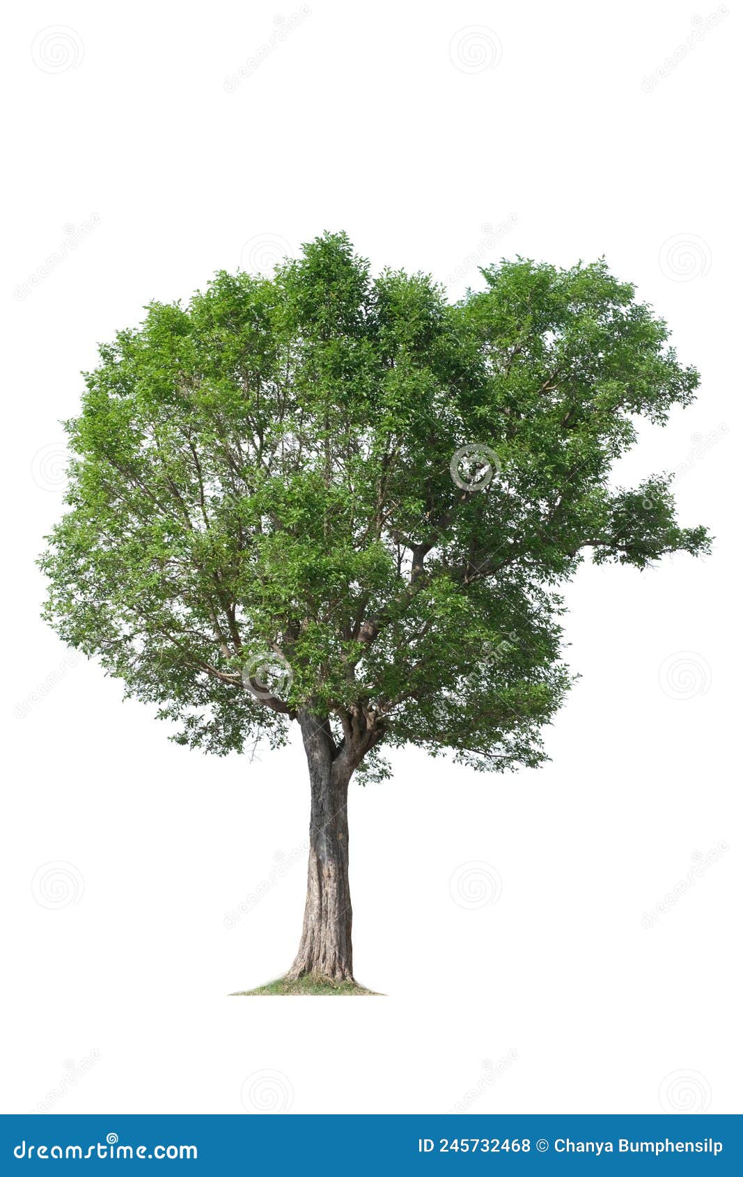 Tree Side View Isolated on White Background for Landscape Stock Photo ...