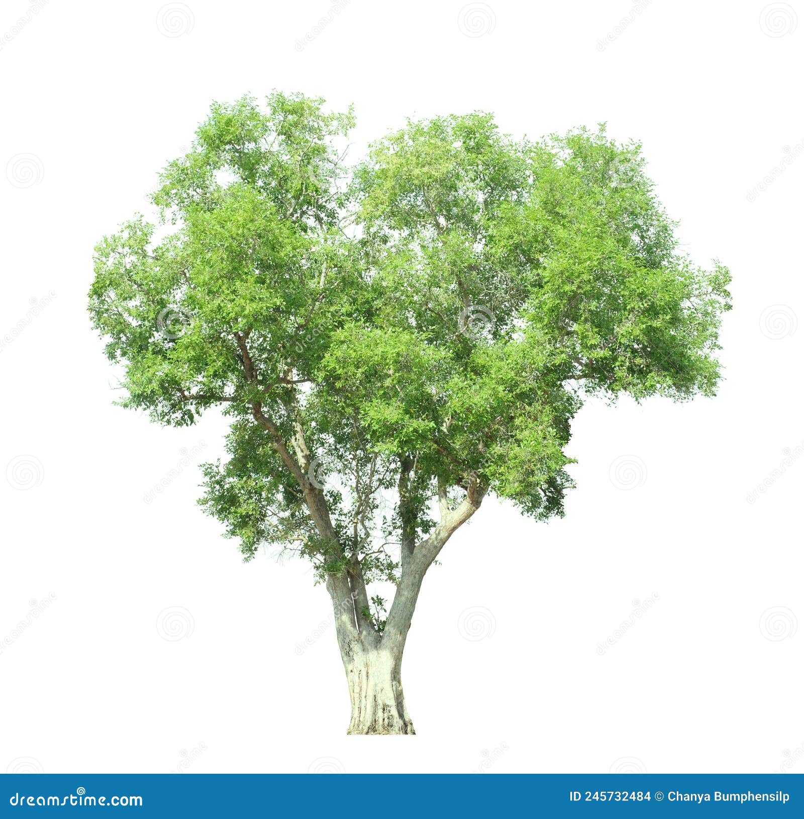 Tree Side View Isolated on White Background for Landscape Stock Photo ...