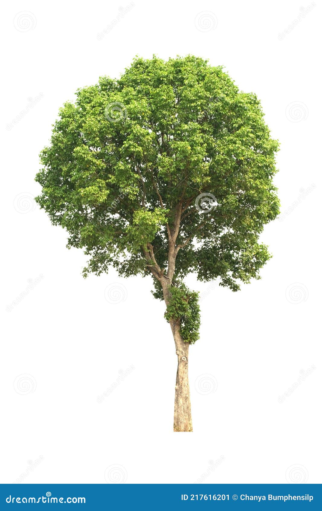 Green Tree side view stock image. Image of green, grass - 217616201