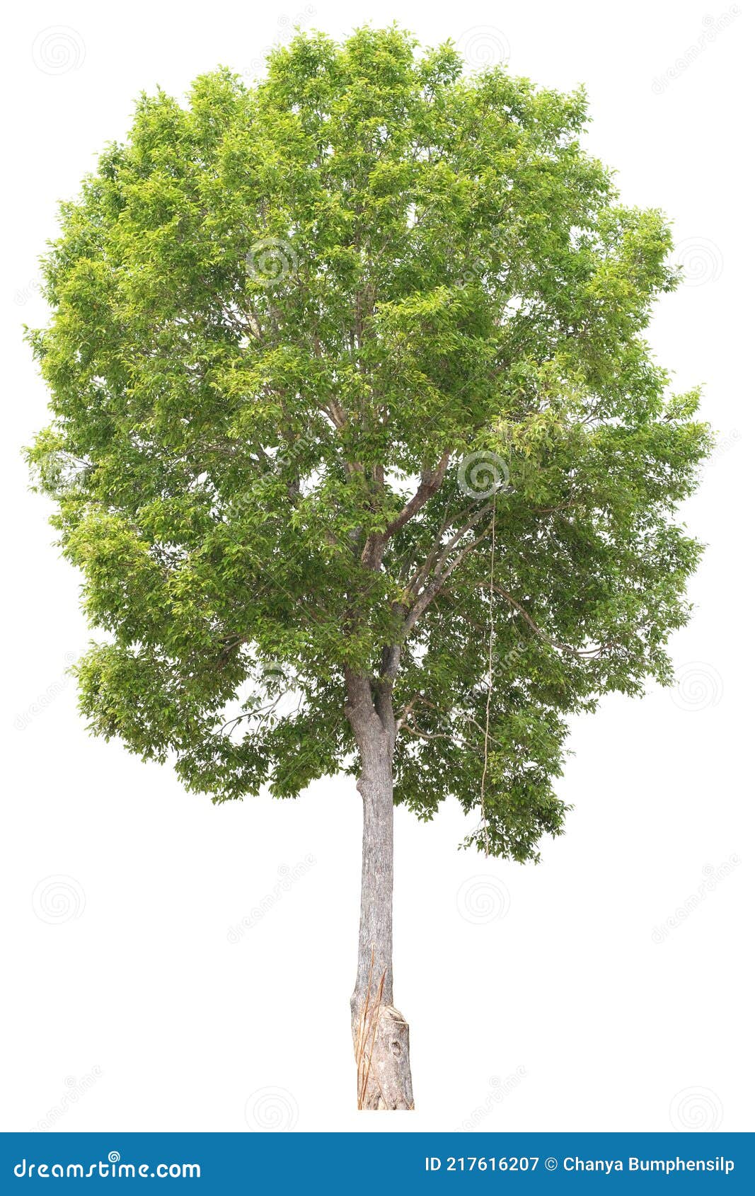 Green Tree side view stock image. Image of environment - 217616207