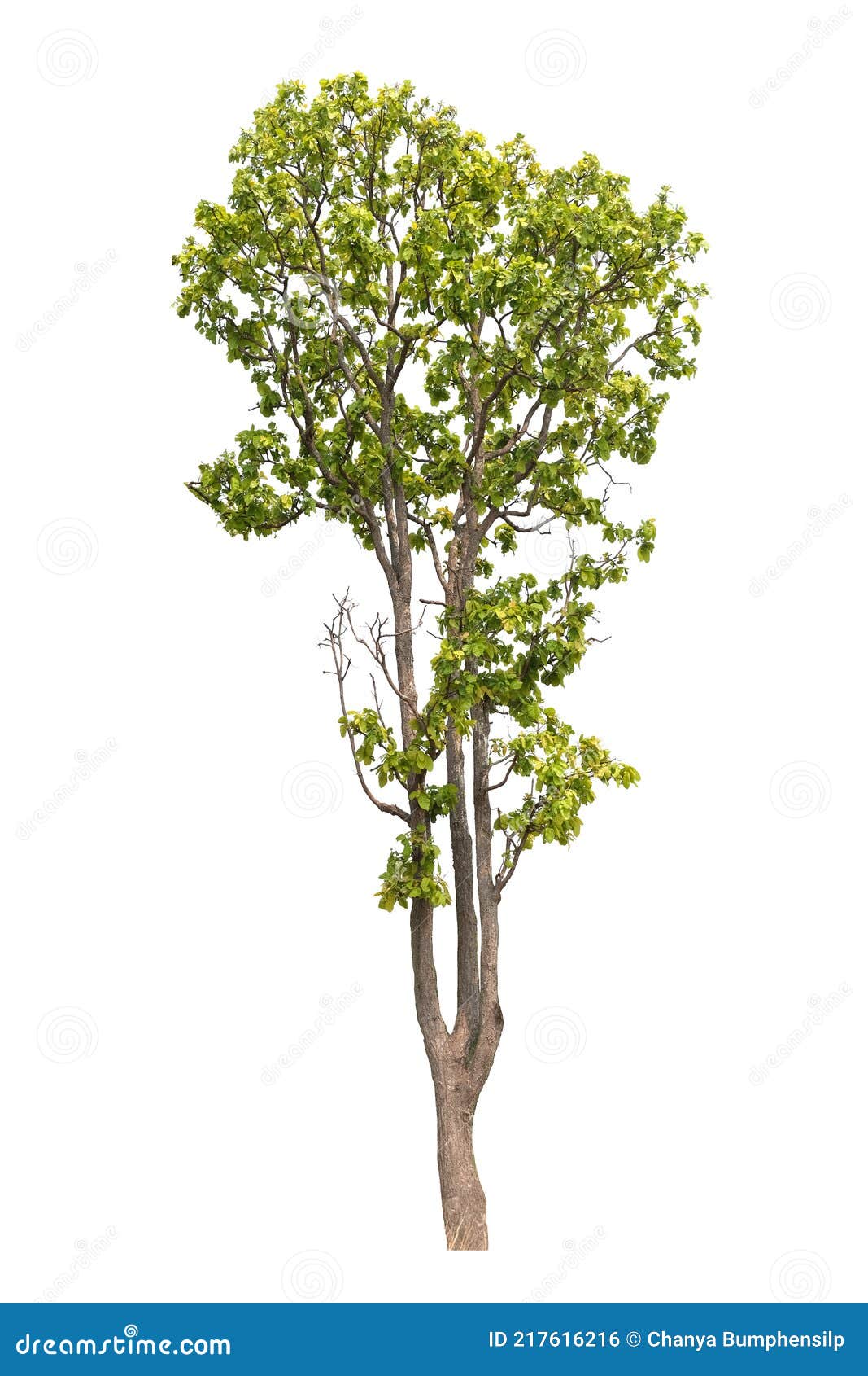 Tree Side View Isolated On White Background For Landscape Royalty-Free ...