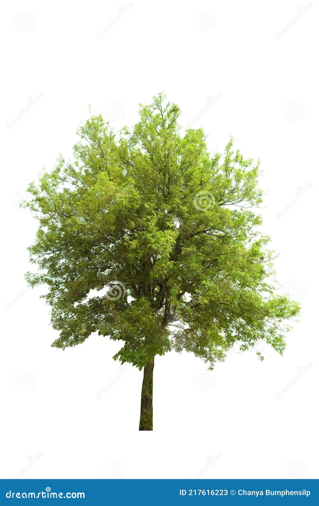 Green Tree side view stock image. Image of white, layout - 217616223