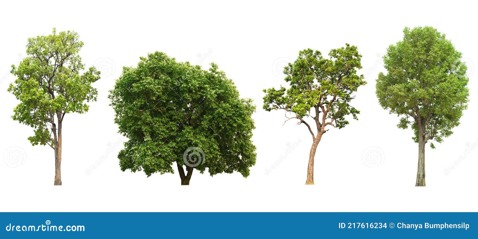 Green Tree side view stock photo. Image of grass, layout - 217616234