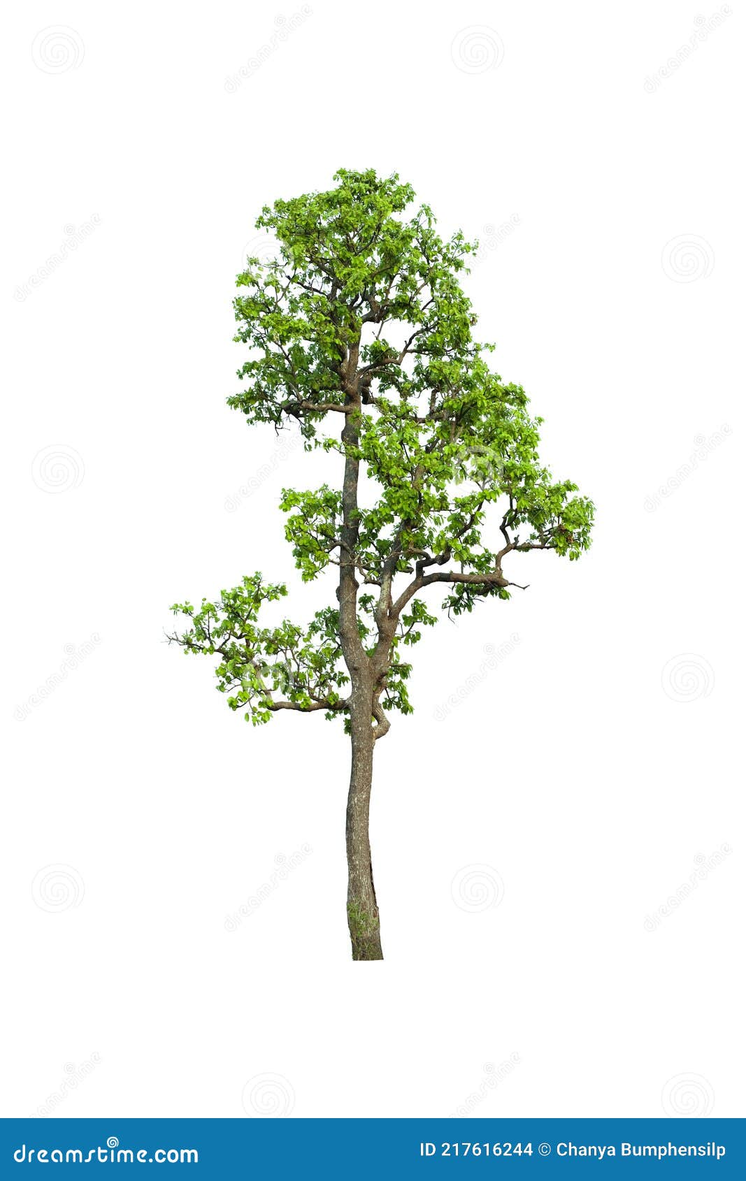 Green Tree side view stock photo. Image of plan, garden - 217616244