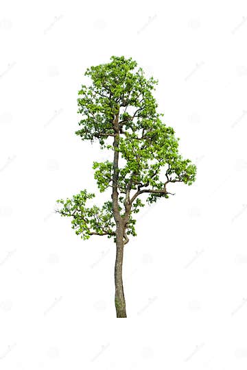 Green Tree side view stock photo. Image of plan, garden - 217616244