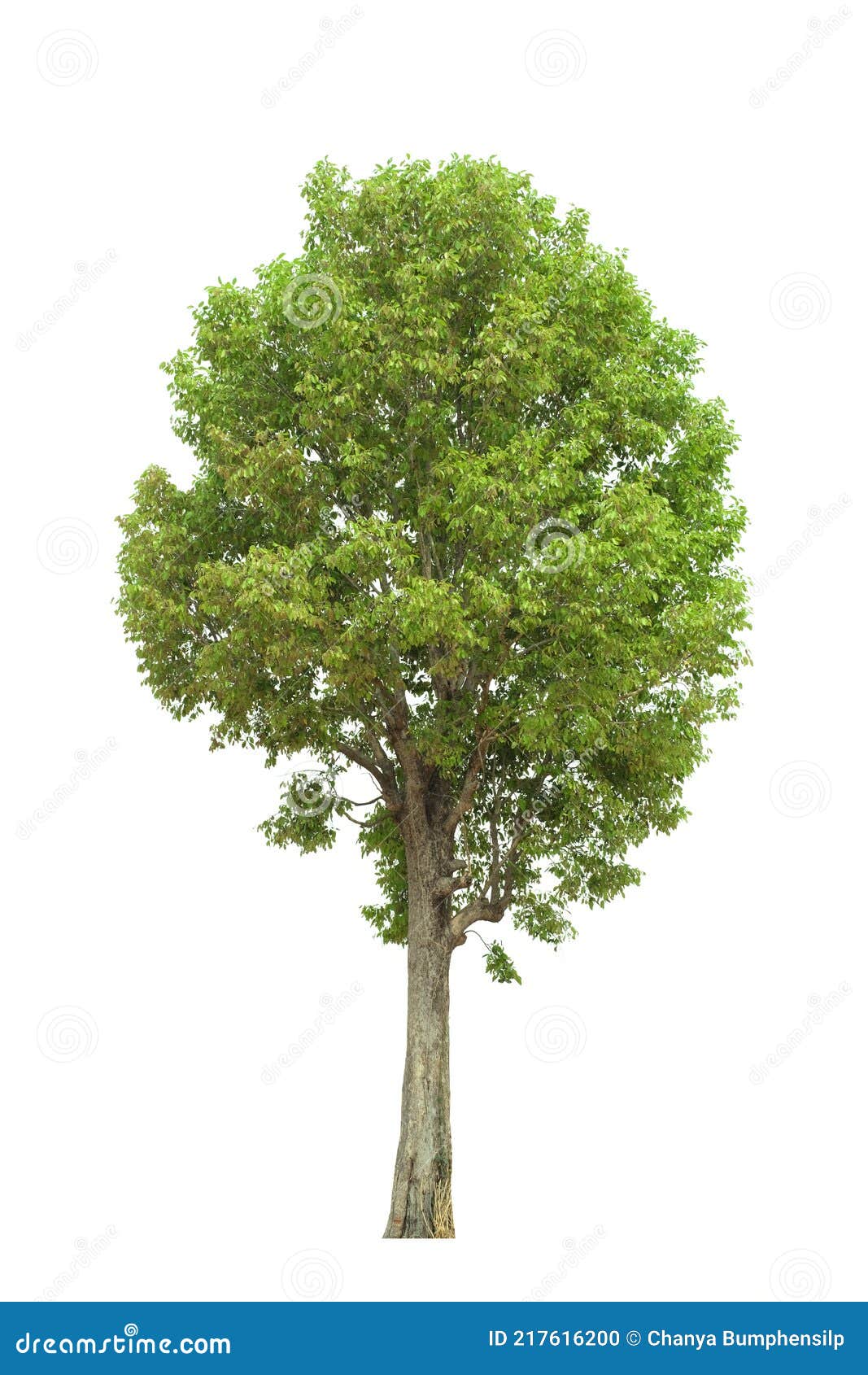 Green Tree side view stock photo. Image of green, isolated - 217616200