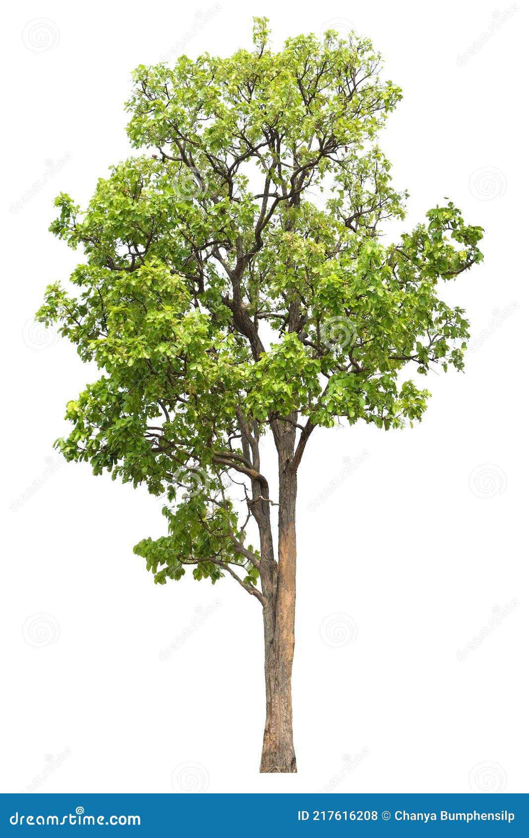 Green Tree side view stock photo. Image of layout, paper - 217616208