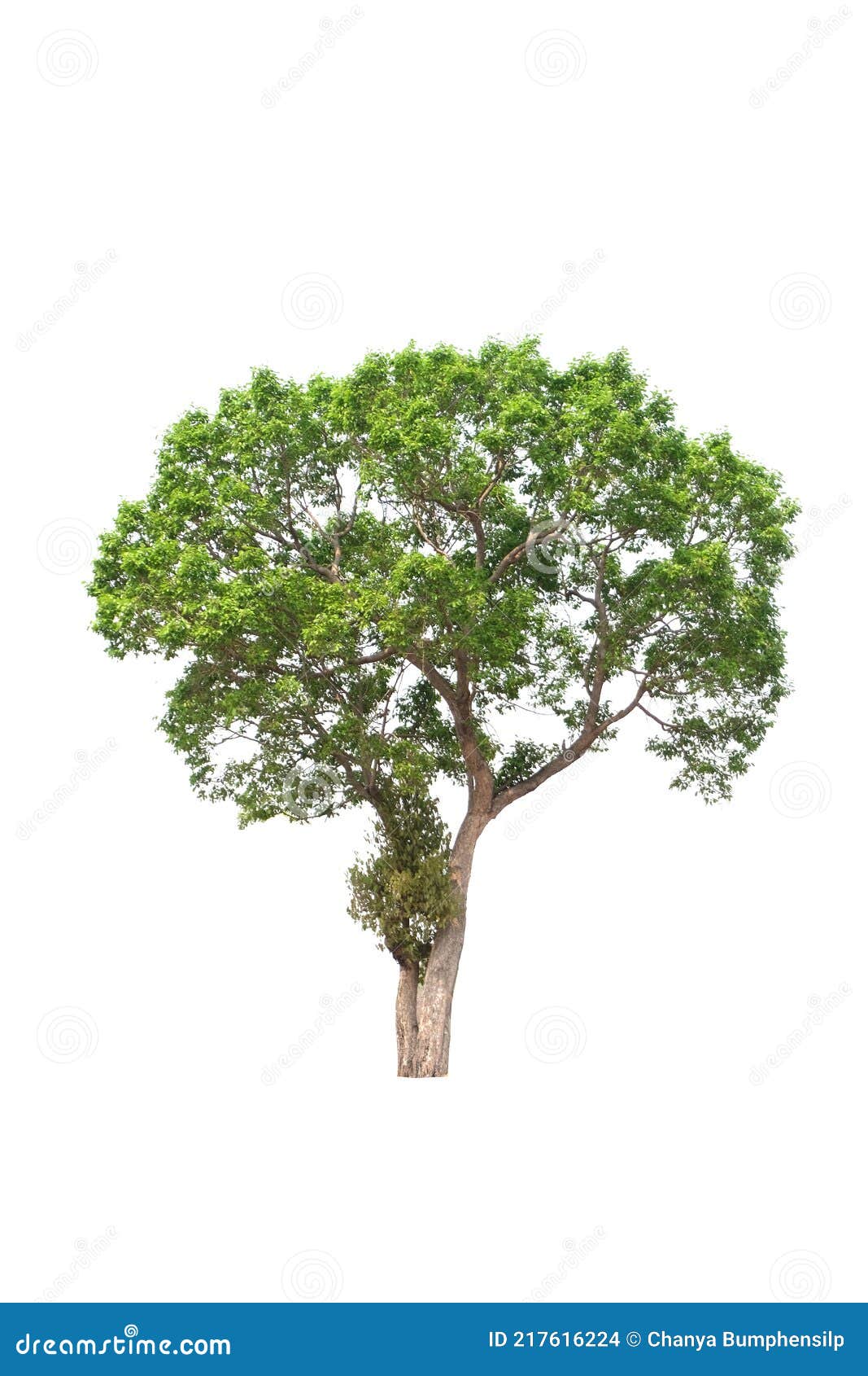 Green Tree side view stock photo. Image of white, watercolor - 217616224