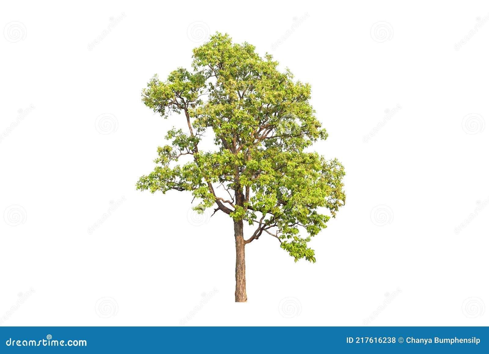 Green Tree side view stock photo. Image of landscape - 217616238