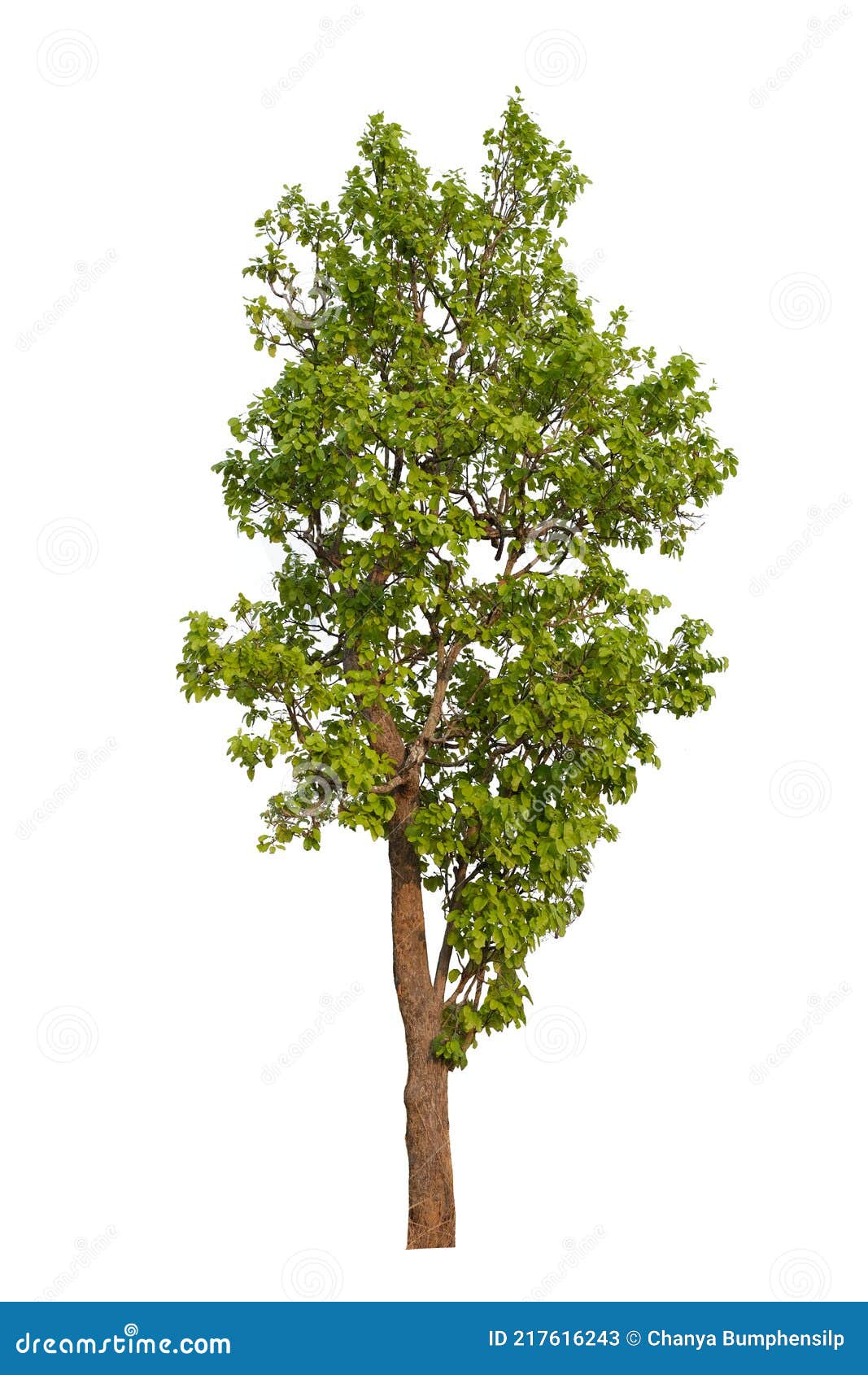 Green Tree side view stock image. Image of layout, environment - 217616243