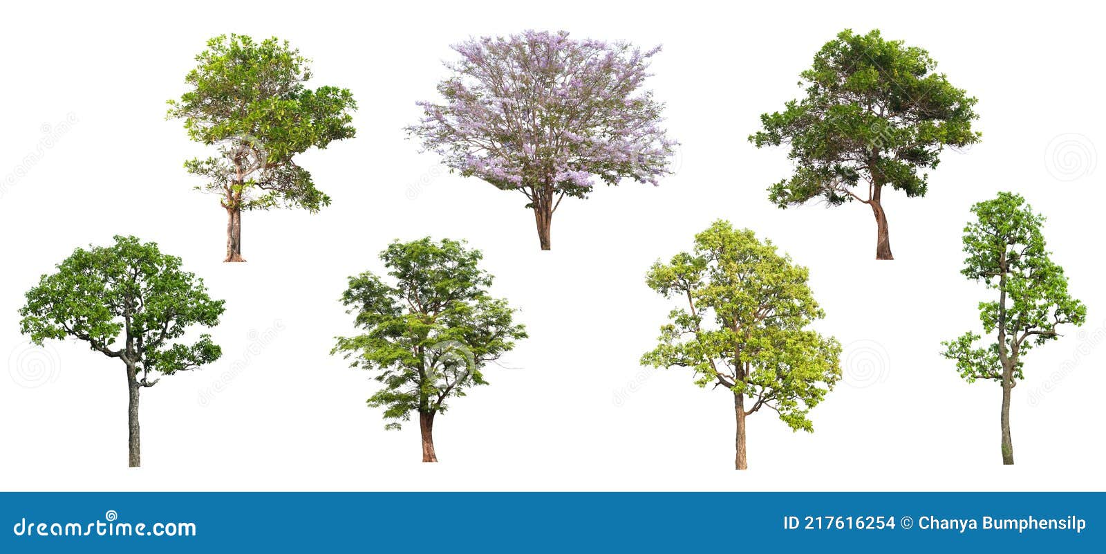 Tree Side View Isolated On White Background For Landscape Stock Image ...