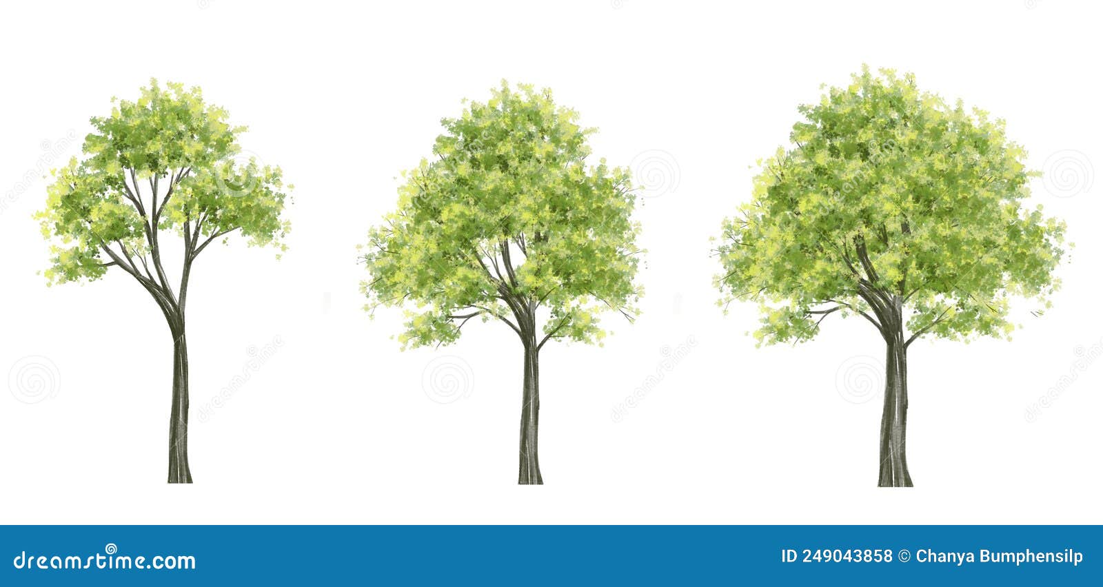 Tree Side View Isolated on White Background for Landscape Stock Photo ...