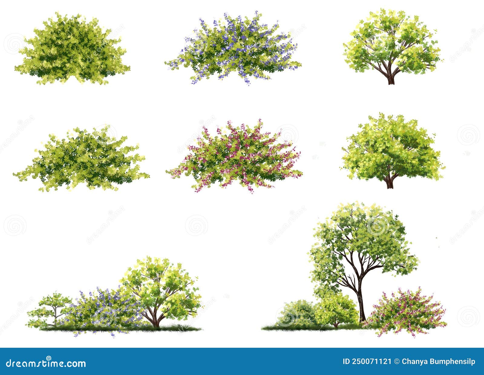 Tree Side View Isolated on White Background for Landscape Stock Image ...