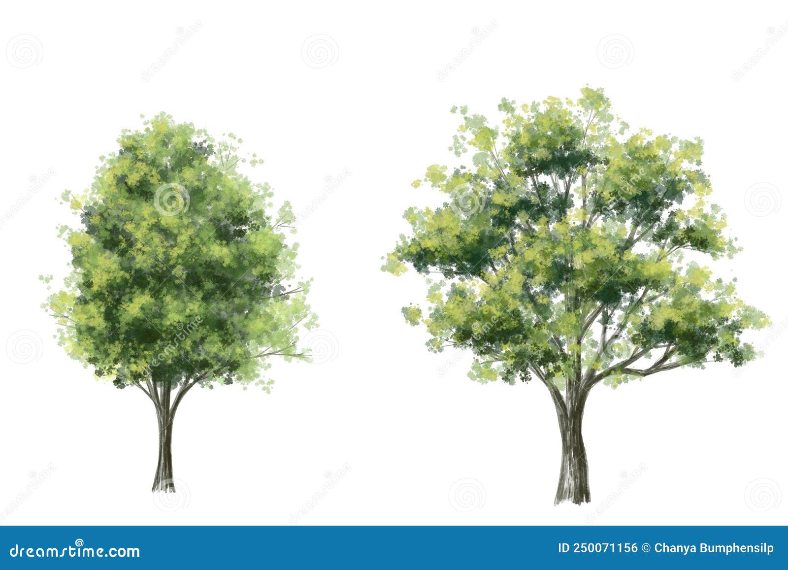 Tree Side View Isolated on White Background for Landscape Stock ...