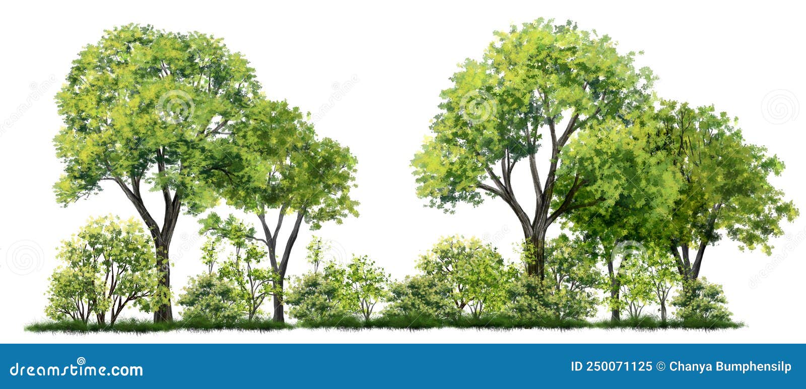 Tree Side View Isolated on White Background for Landscape Stock Image ...