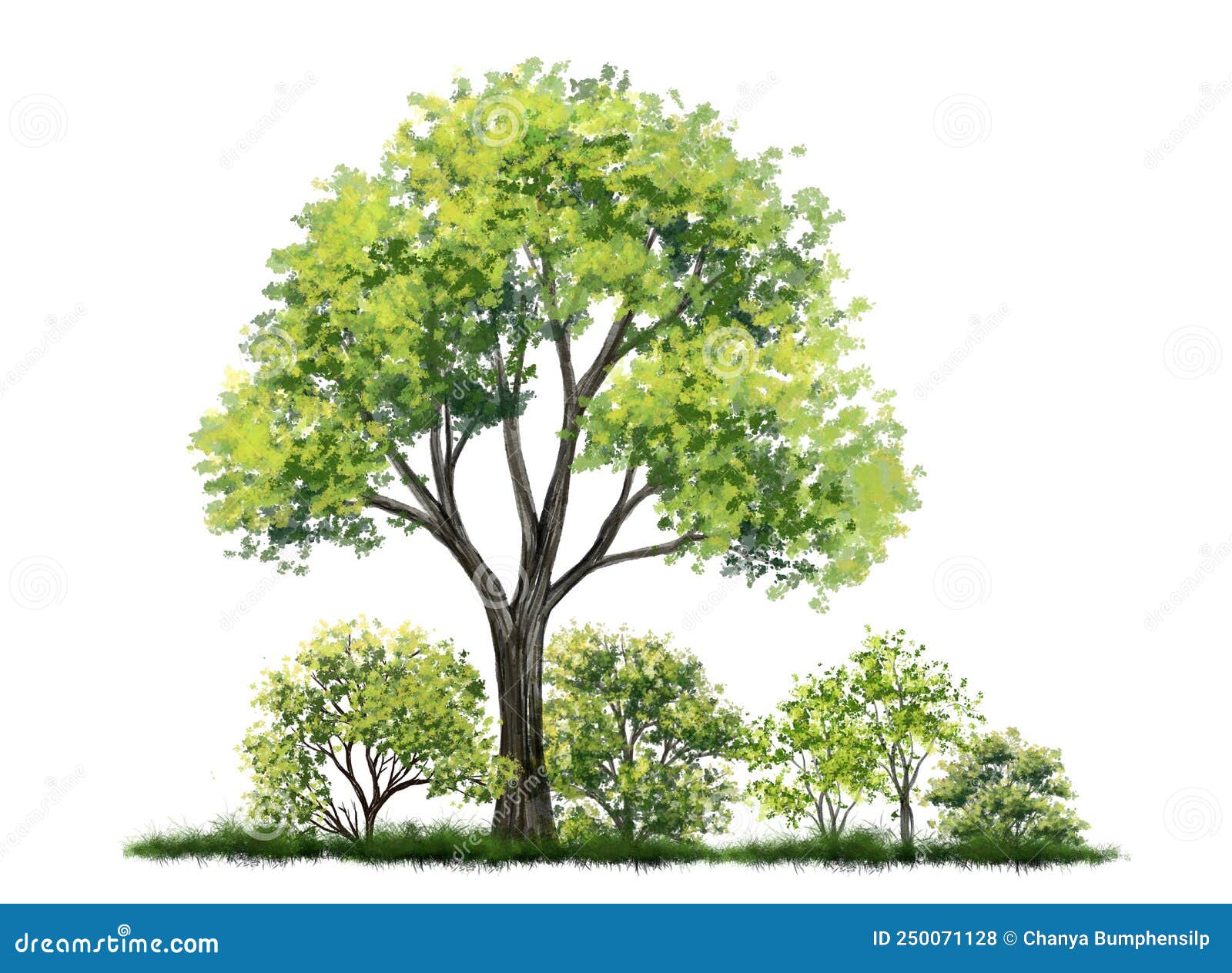 Tree Side View Isolated on White Background for Landscape Stock Photo ...