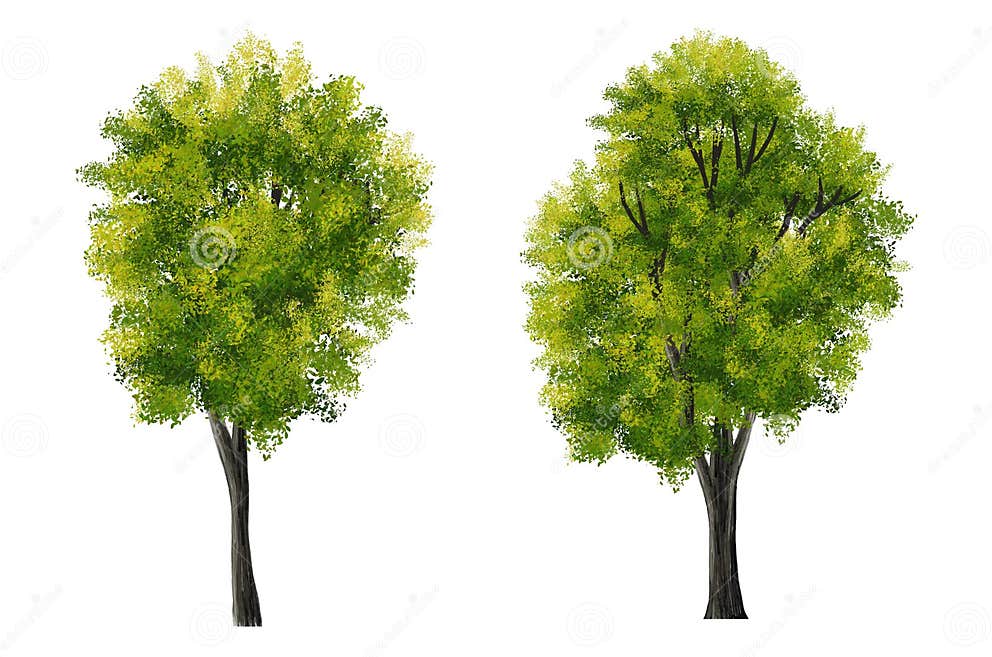 Tree Side View Isolated on White Background Stock Image - Image of ...