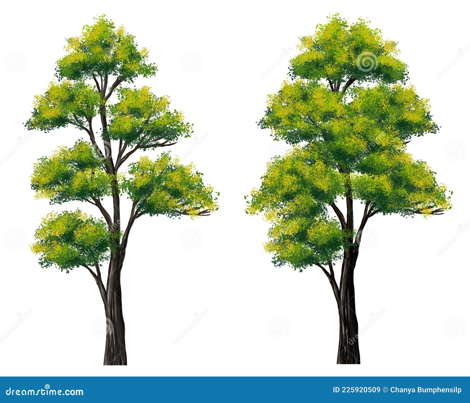 Tree Side View Isolated on White Background Stock Image - Image of ...