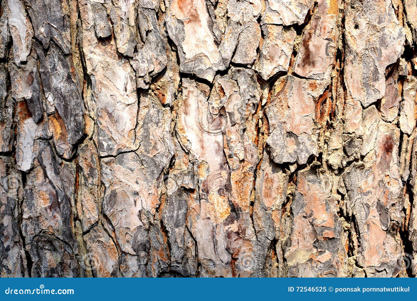 The Tree Side View of Old Wood Texture Stock Image - Image of crack ...