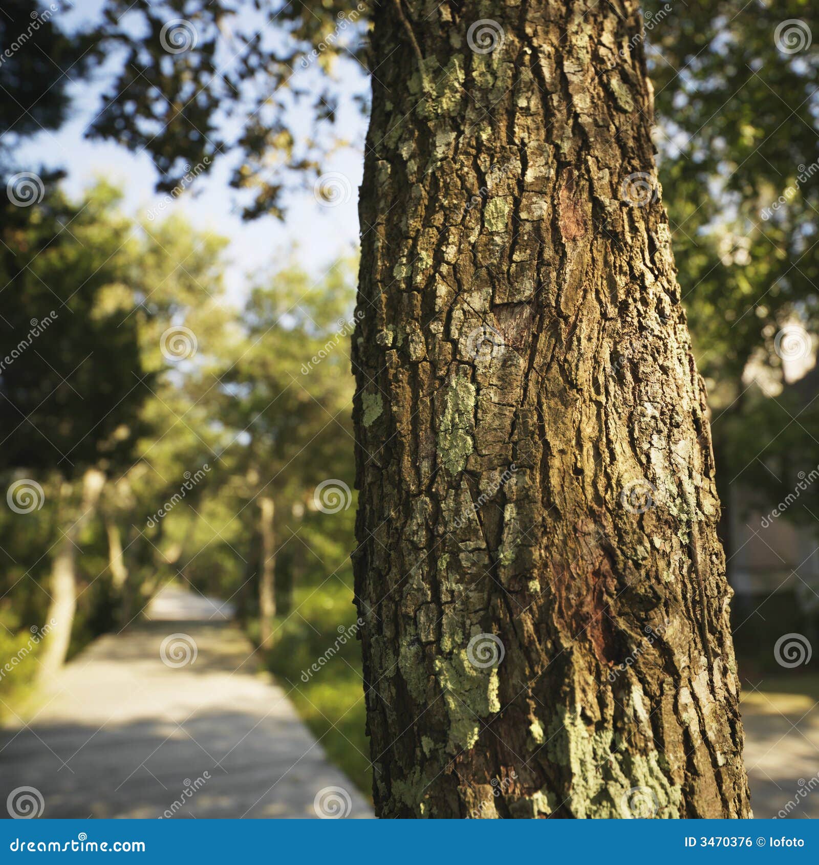 Tree and sidewalk. stock photo. Image of natural, colour - 3470376