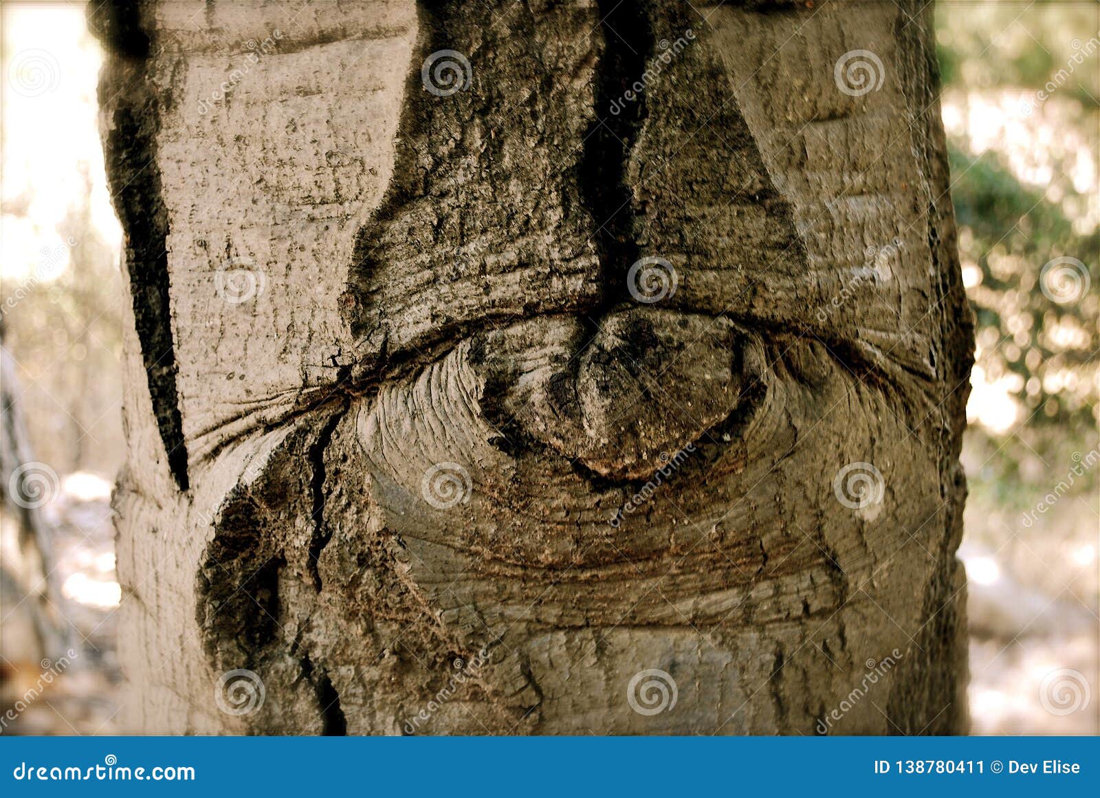 Tree Sight stock image. Image of tree, sight, mark, carved - 138780411