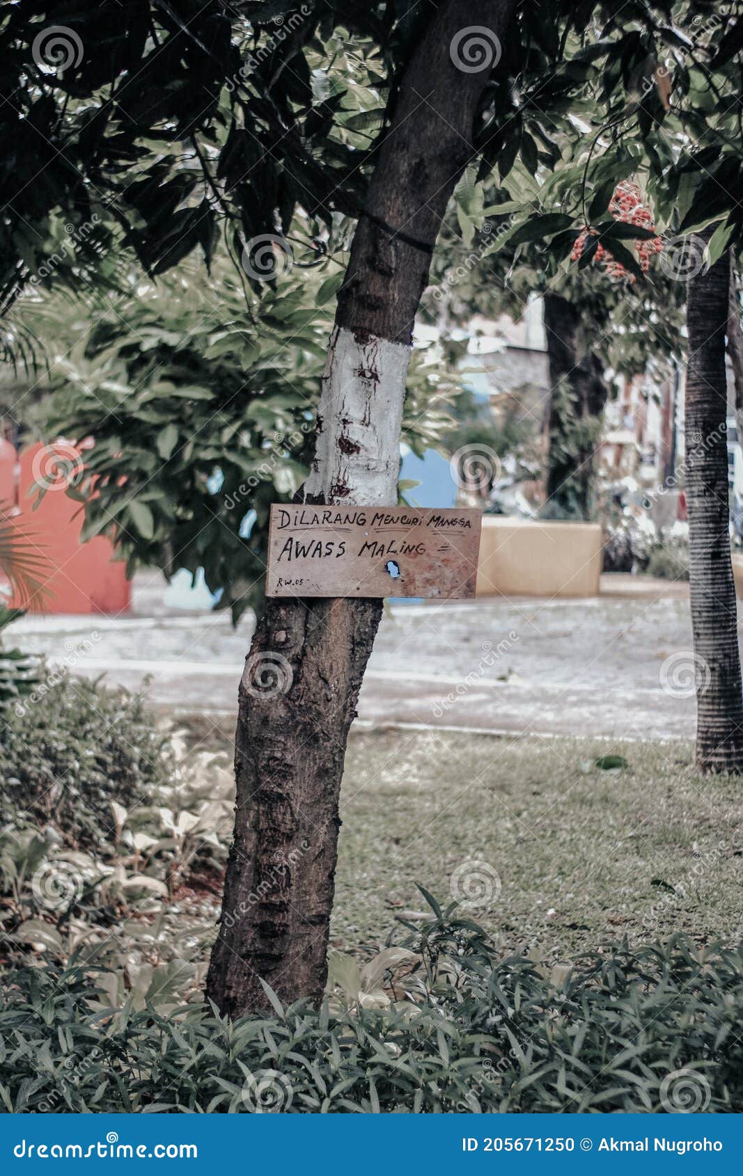 Tree with a sign on it. stock photo. Image of leaf, autumn - 205671250