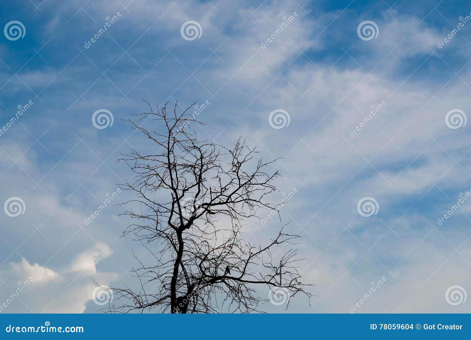Tree Silhouette Against the Light. Stock Photo - Image of branches ...