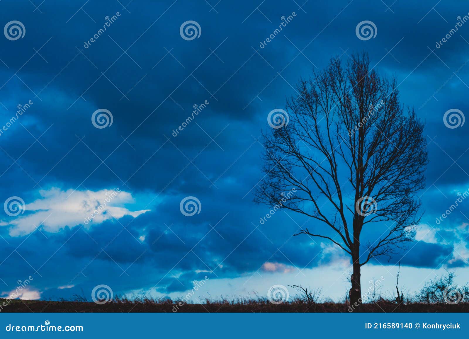 Tree Silhouette on the Background of the Cloudy Sky Stock Photo - Image ...