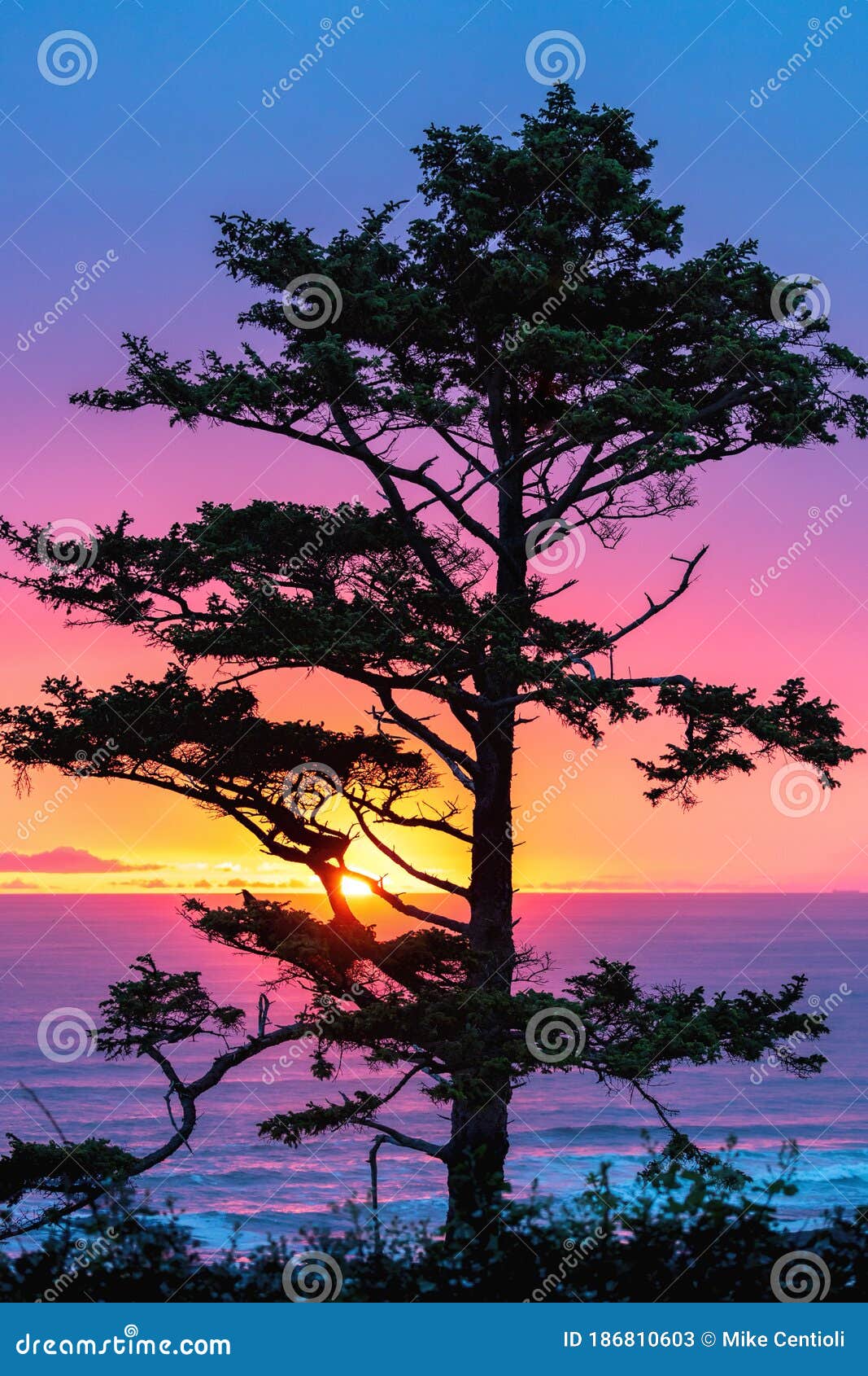 Tree Silhouette Backlit by the Sun Stock Image - Image of nature ...