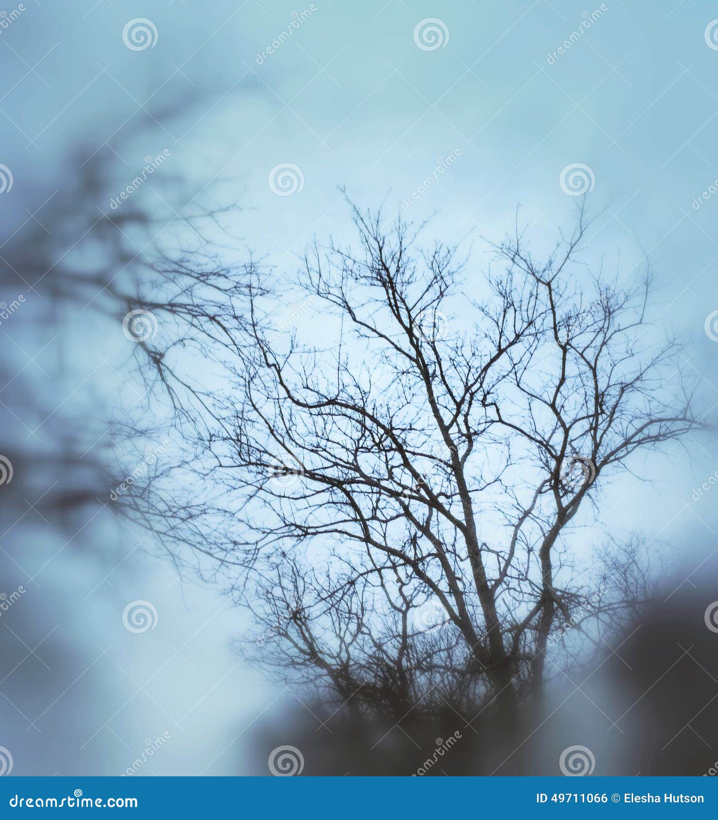 Tree stock photo. Image of silhouette, tree, barren, blue - 49711066