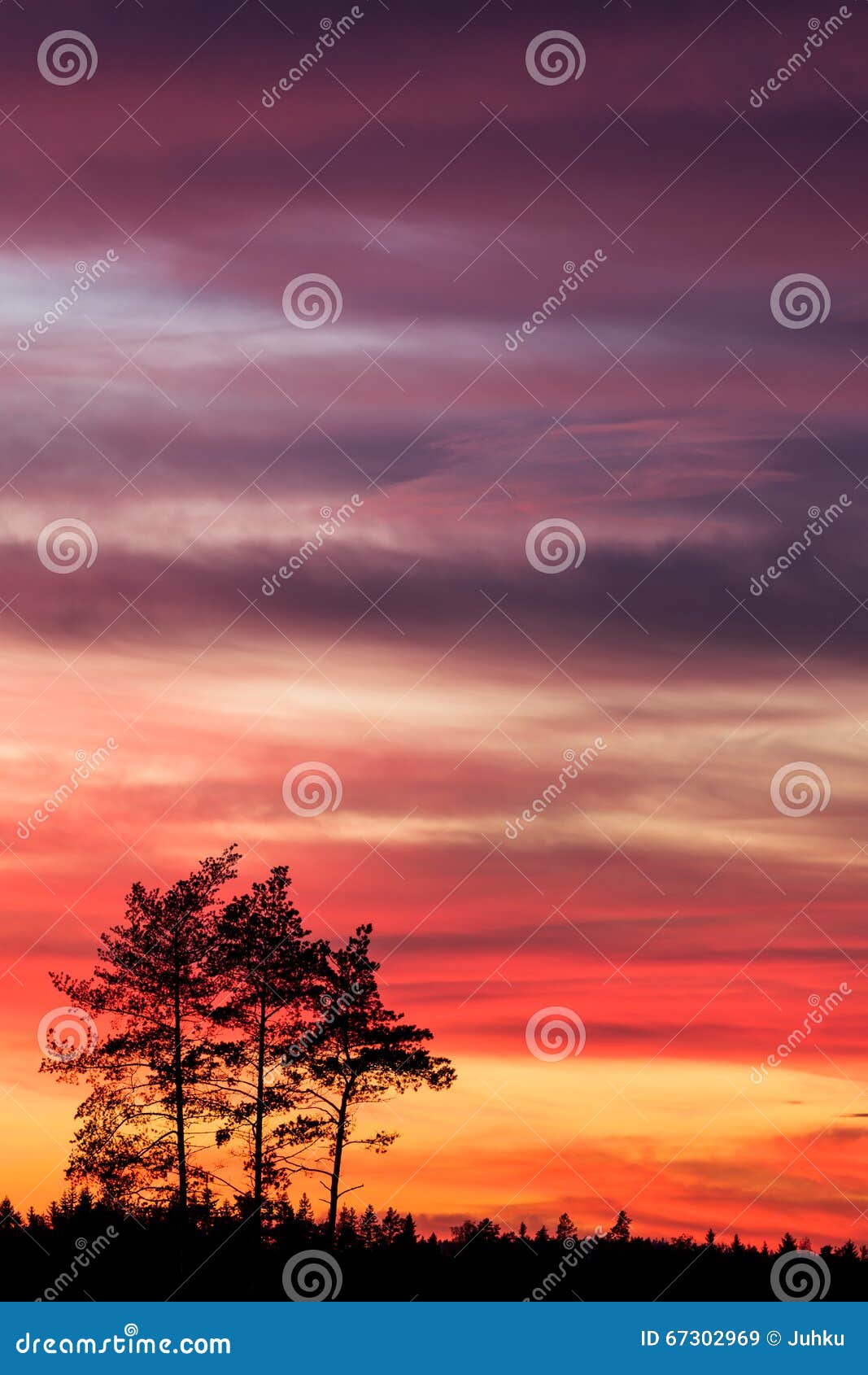 Tree Silhouette and Beautiful Vibrant Sunset Clouds Stock Image - Image of pink, multicolor ...