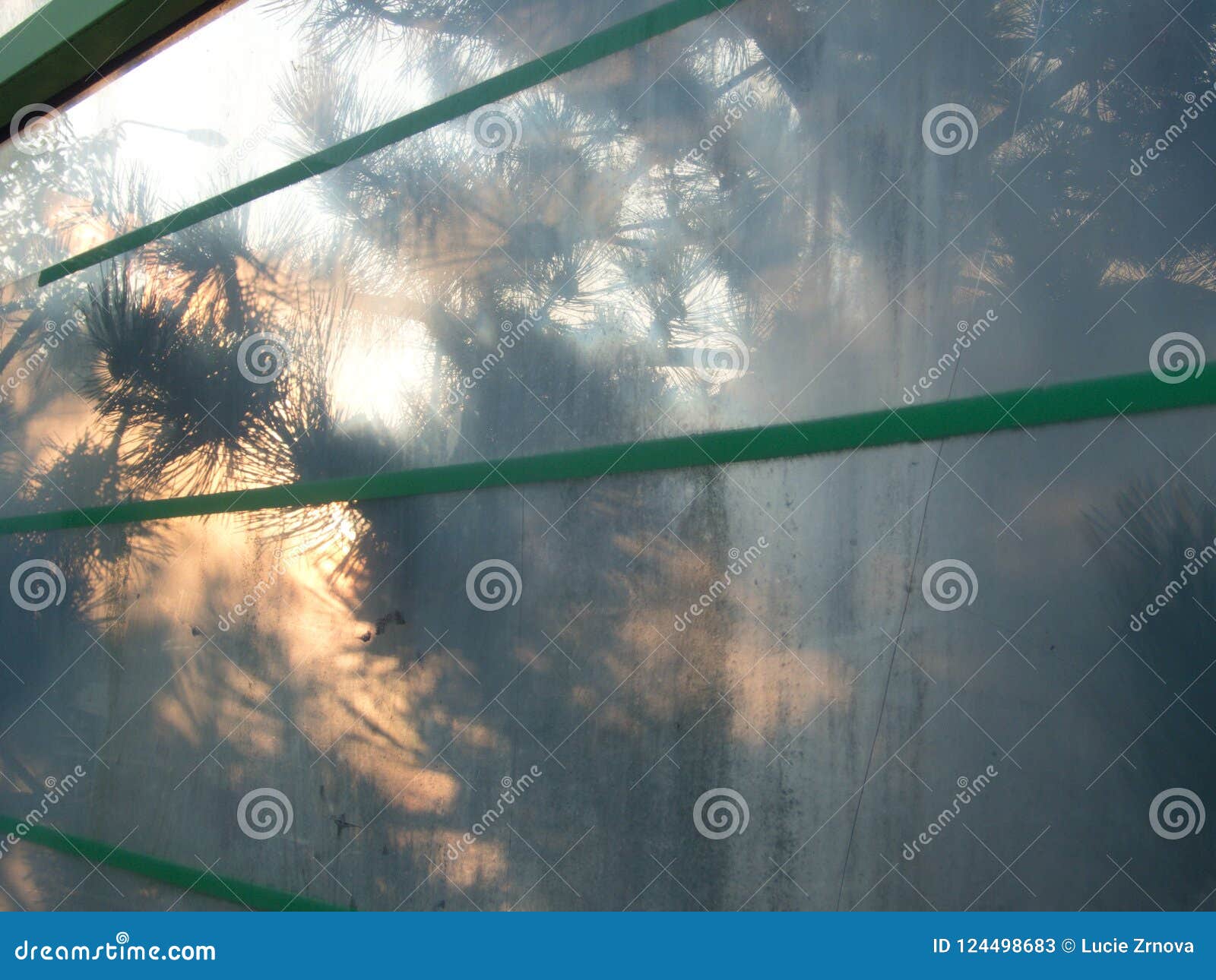 Tree Silhouette Behind a Translucent Glass Stock Image - Image of ...