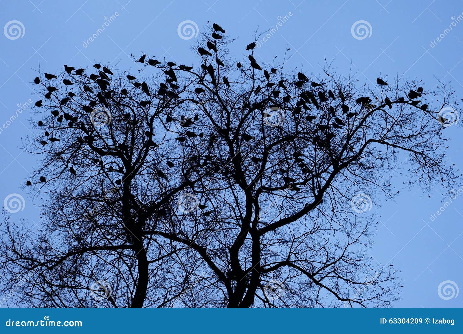 Tree silhouette with birds stock image. Image of noise - 63304209