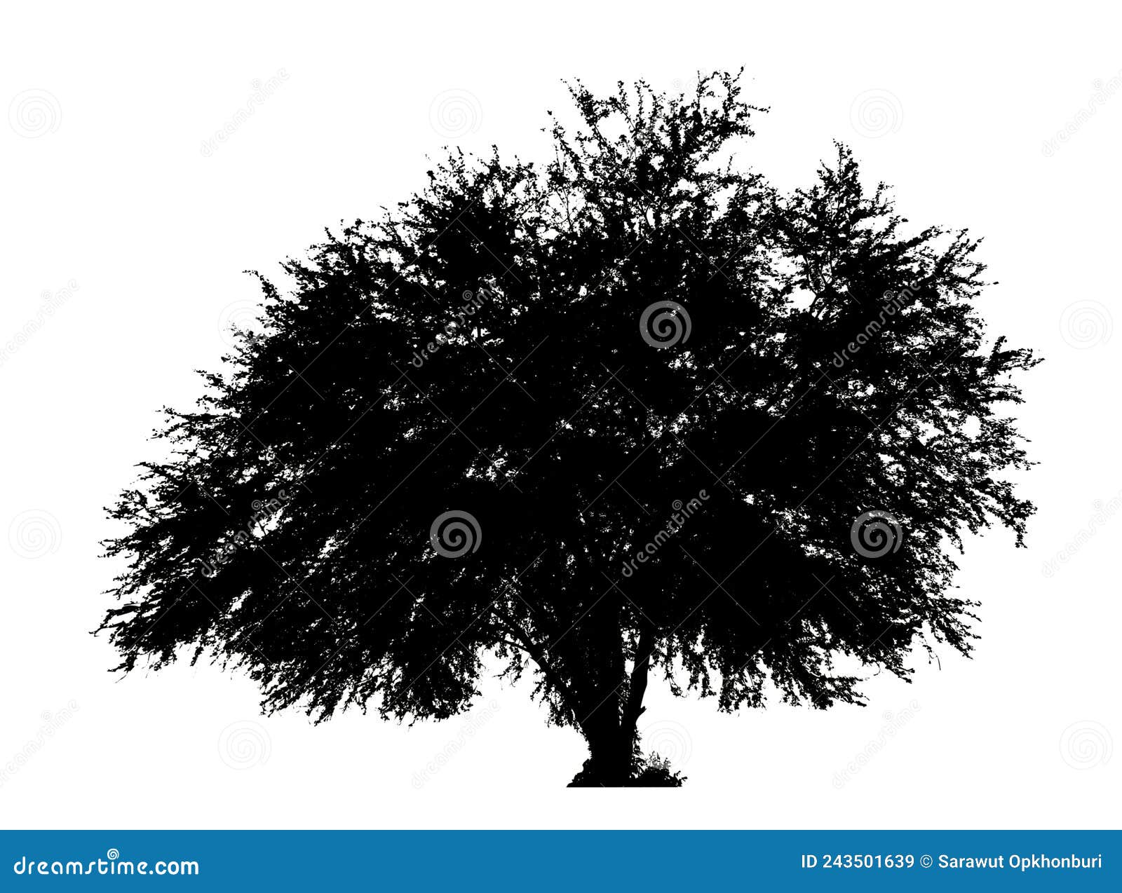 Tree Silhouettes Isolated on White Background . Stock Image - Image of ...