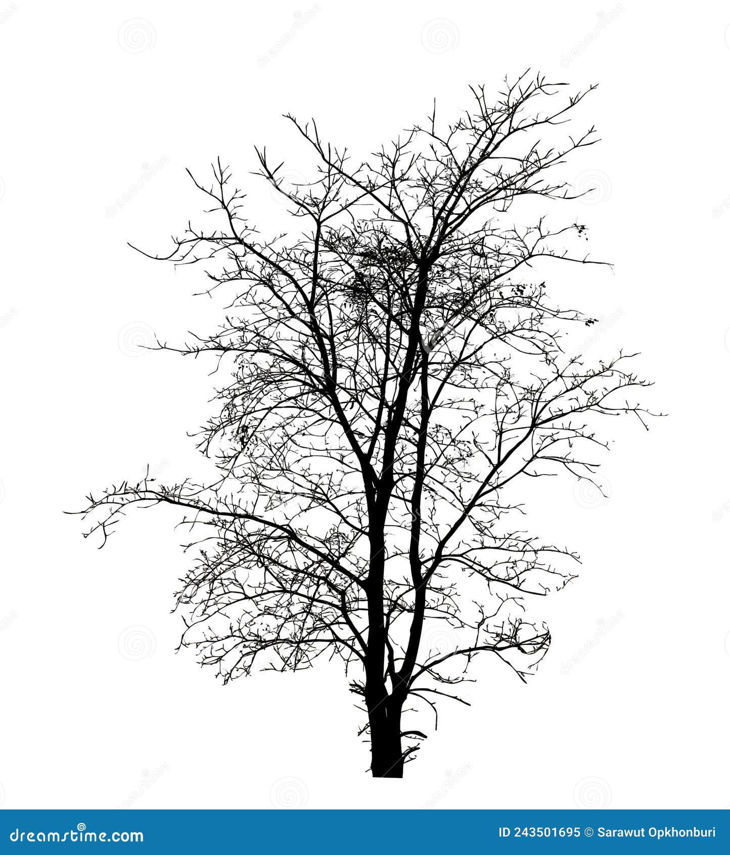 Tree Silhouettes Isolated on White Background . Stock Image - Image of ...