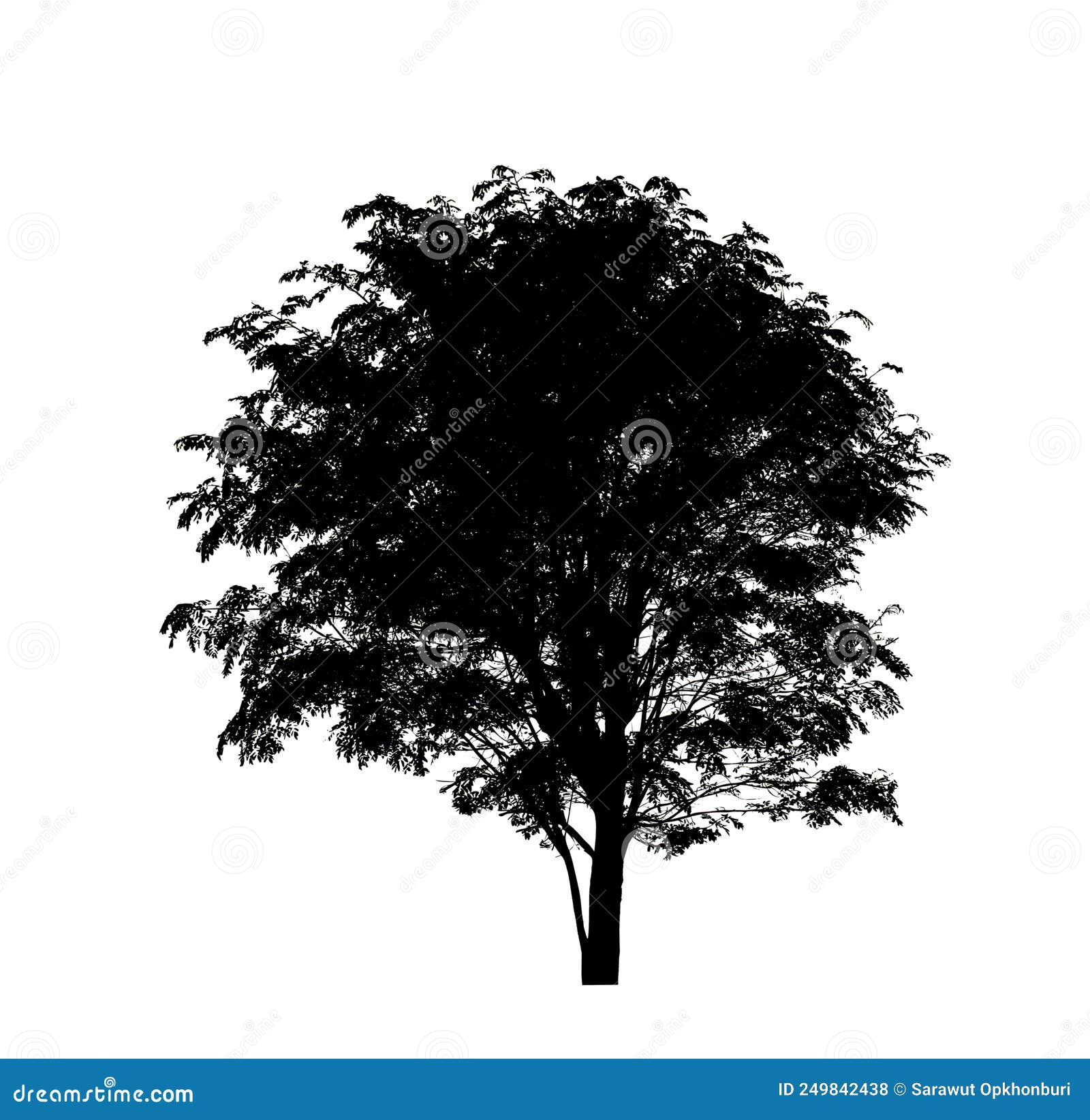 Tree Silhouettes Isolated on White Background . Stock Photo - Image of ...