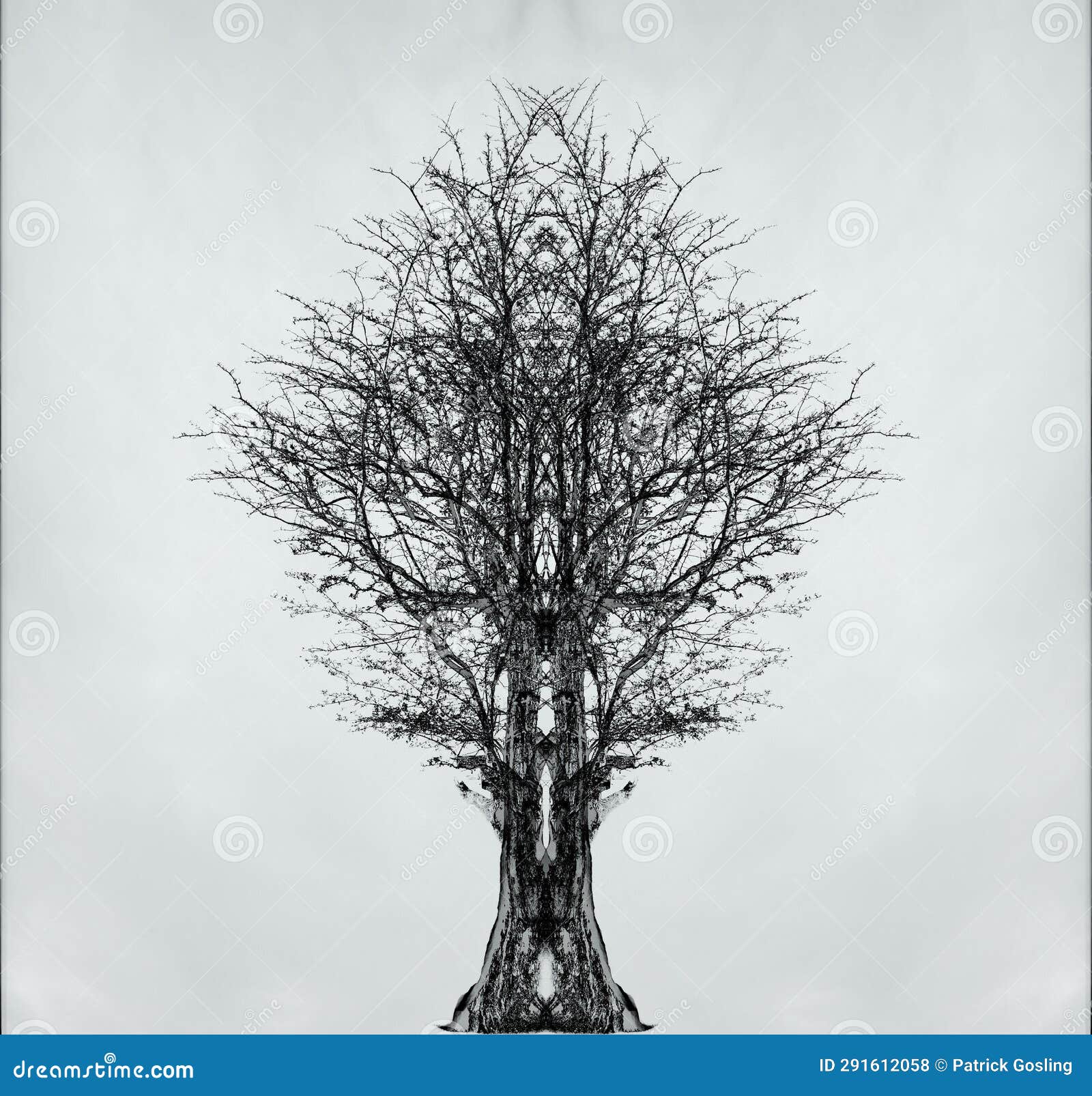 Tree Silhouette Composite with Light Cloud Background.. Stock Photo ...