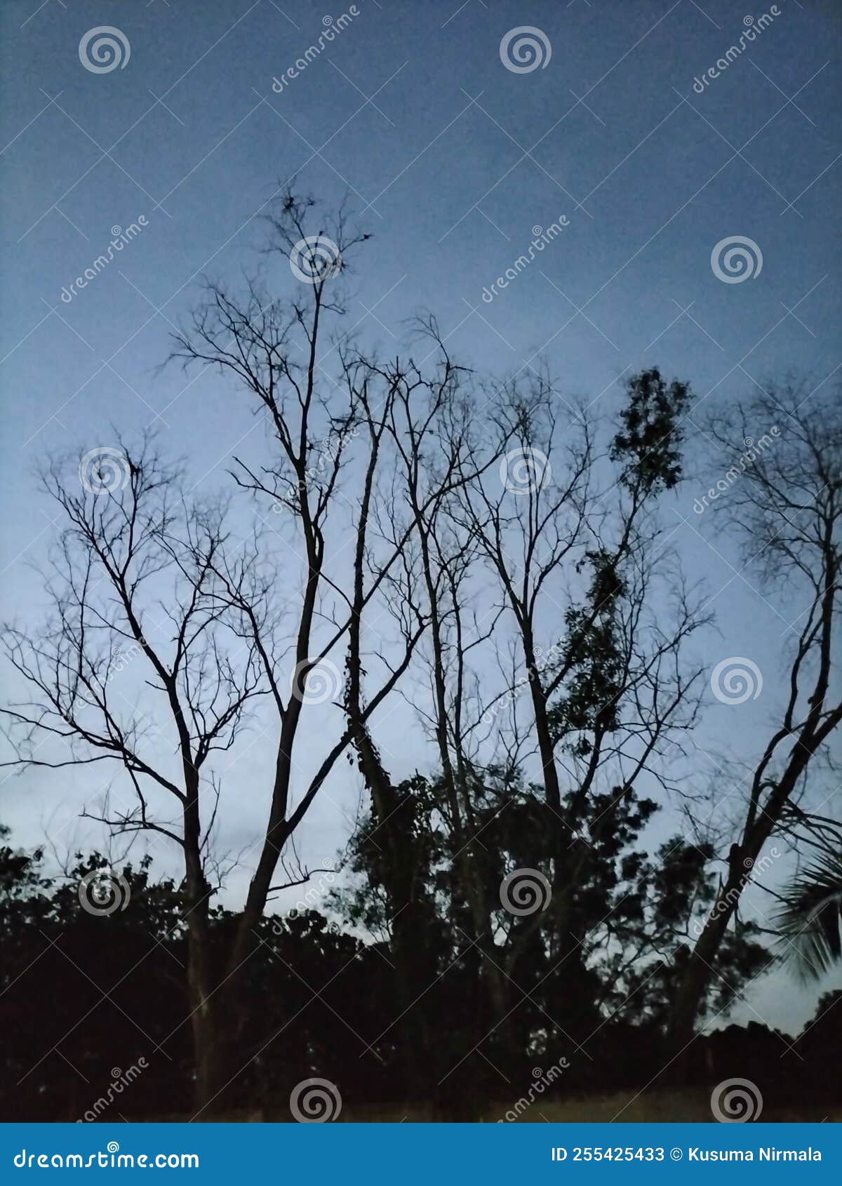 Tree silhouette at dusk stock image. Image of branch - 255425433