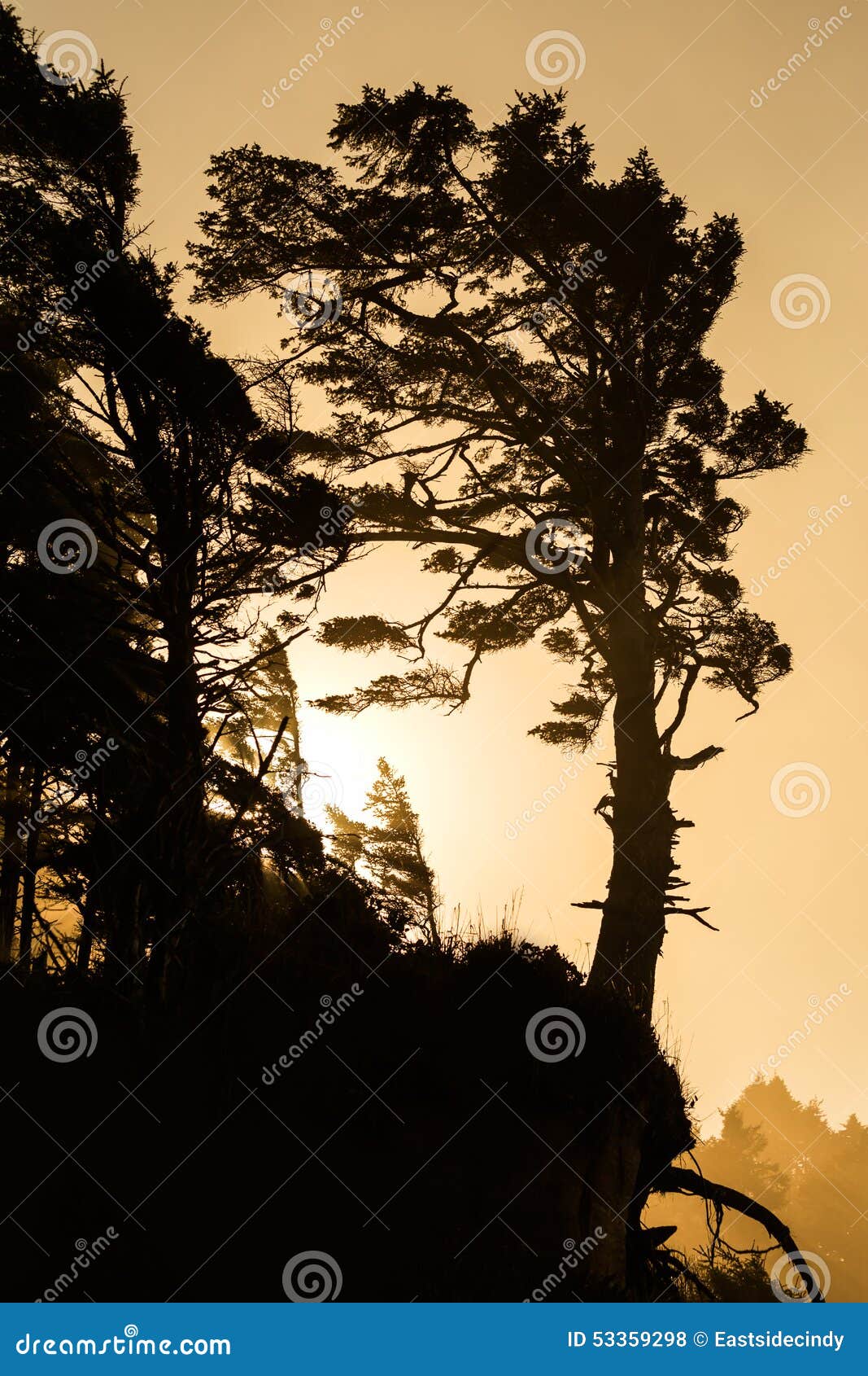 Tree Silhouette with Golden Light Stock Photo - Image of ghostly, lone ...