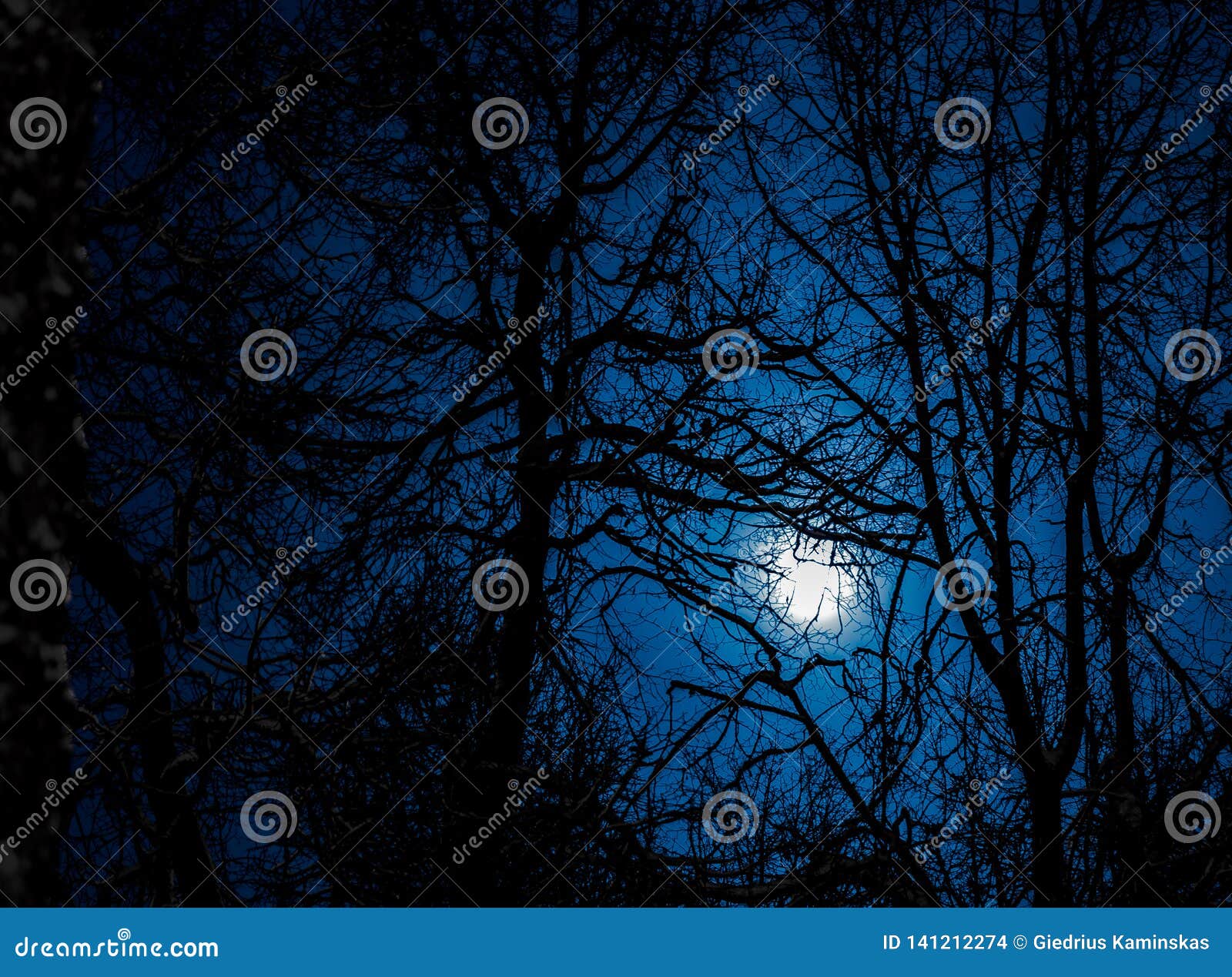 Tree Silhouette in Moon Light Stock Photo - Image of tree, moon: 141212274