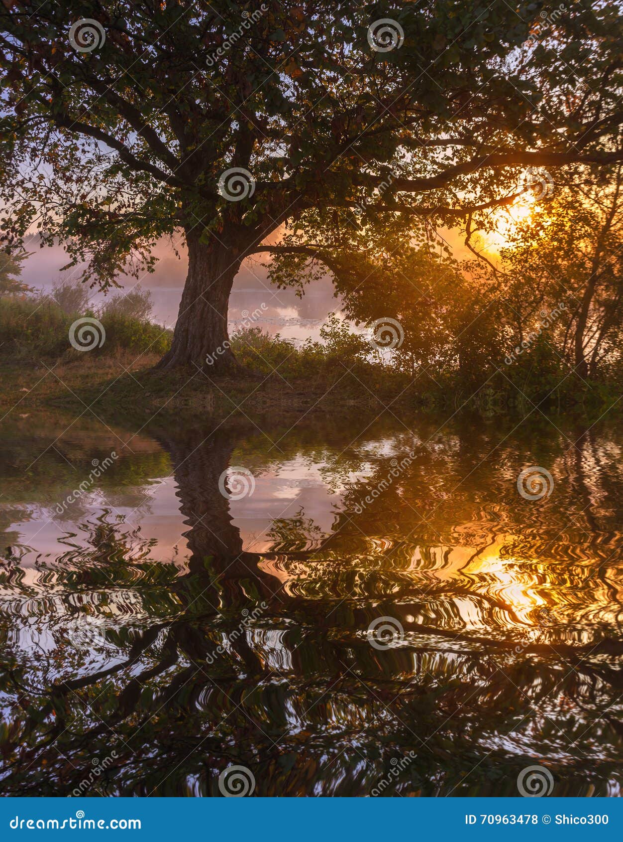 Tree Silhouette Reflected in a Lake Stock Photo - Image of evening ...