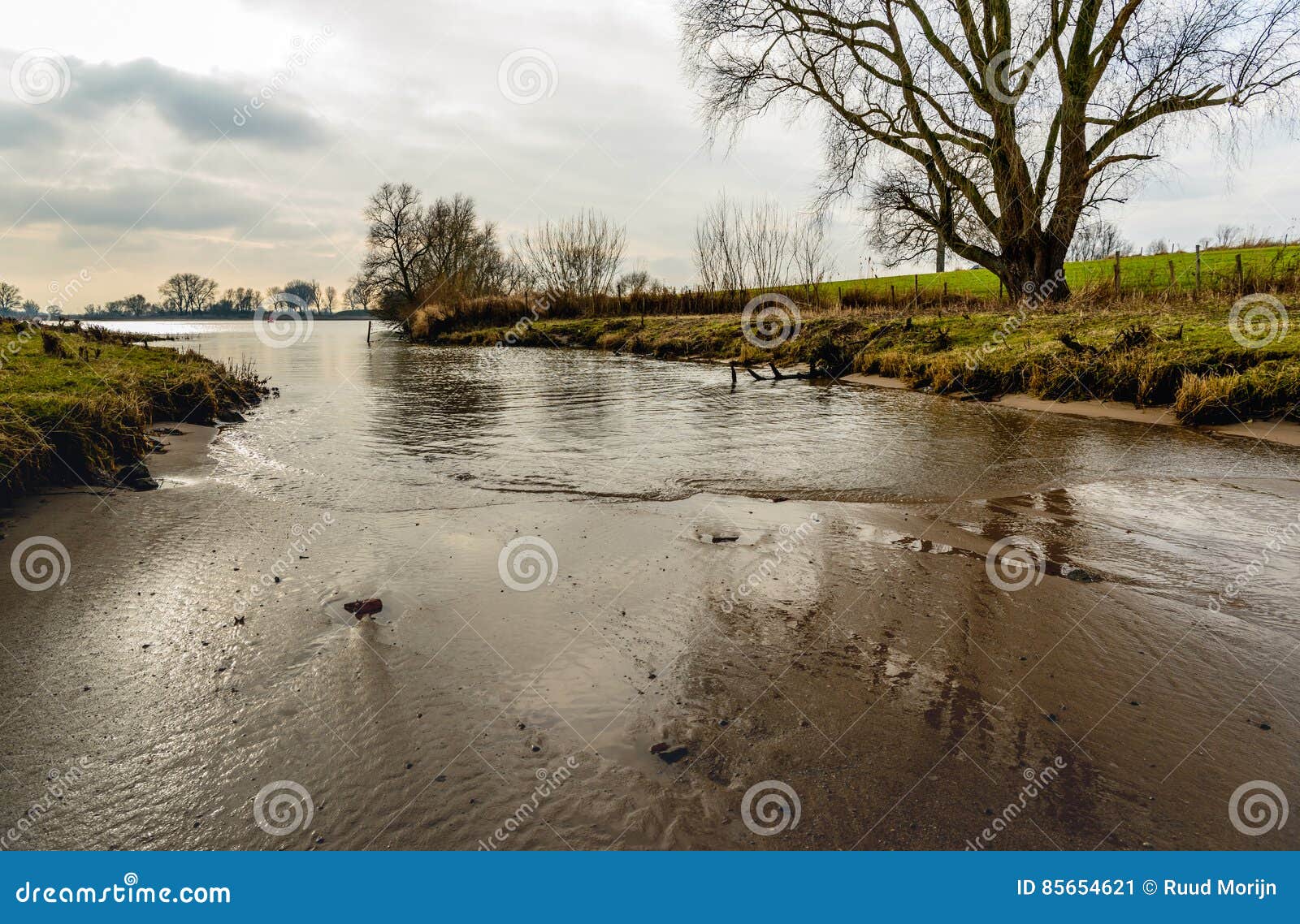 Tree Silhouette Reflected in the Water Surface Stock Image - Image of ...