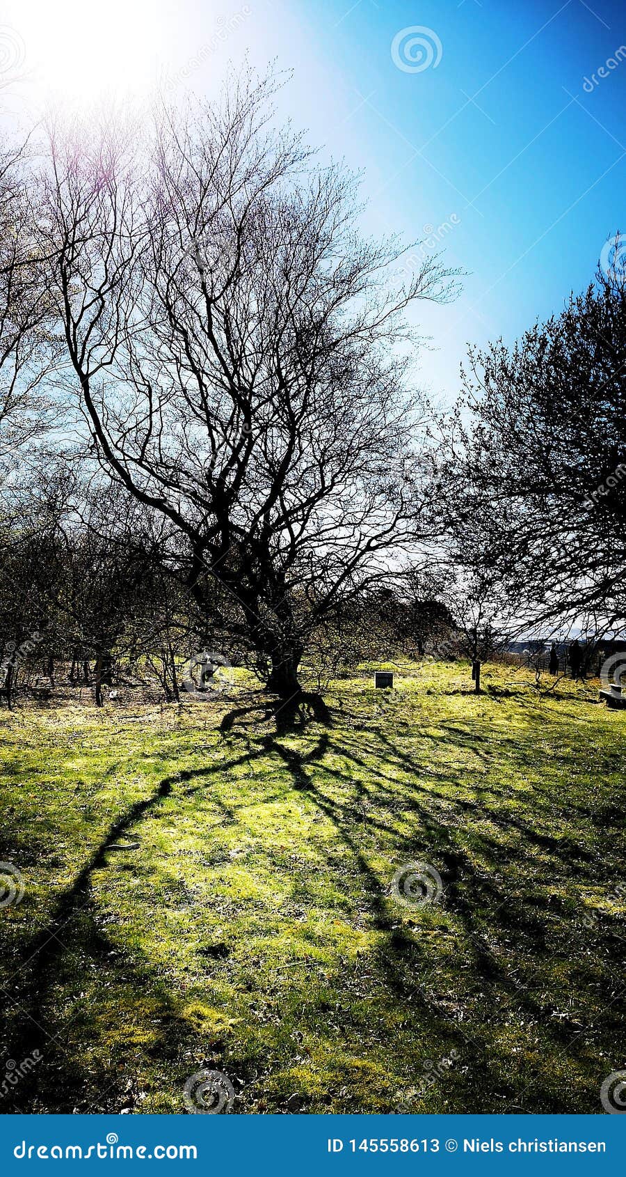 Tree silhouette stock image. Image of green, lawn, shadow - 145558613