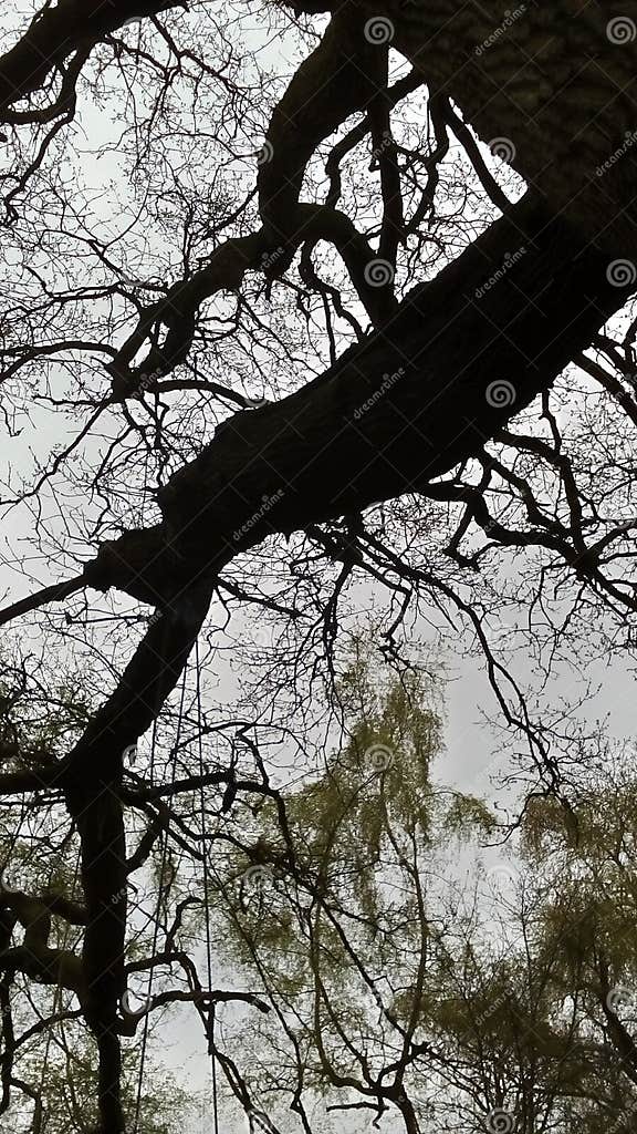 Tree stock image. Image of woods, nature, shotover, forest - 81773683