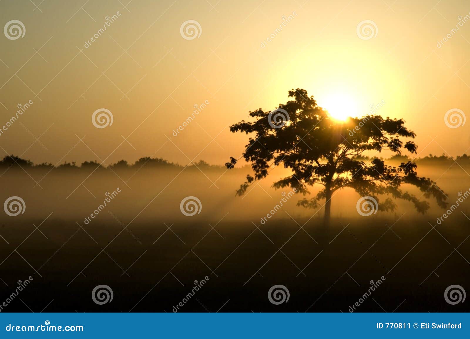 Tree silhouette sunrise stock image. Image of misty, environment - 770811