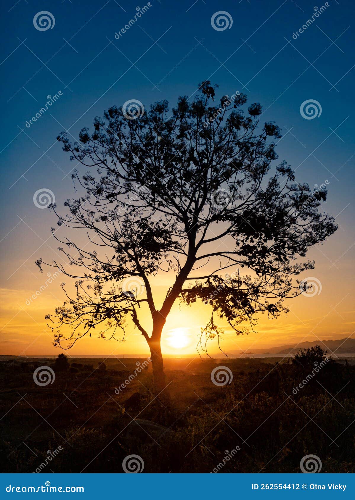 Tree Silhouette with Sunrise in the Morning Stock Photo - Image of ...