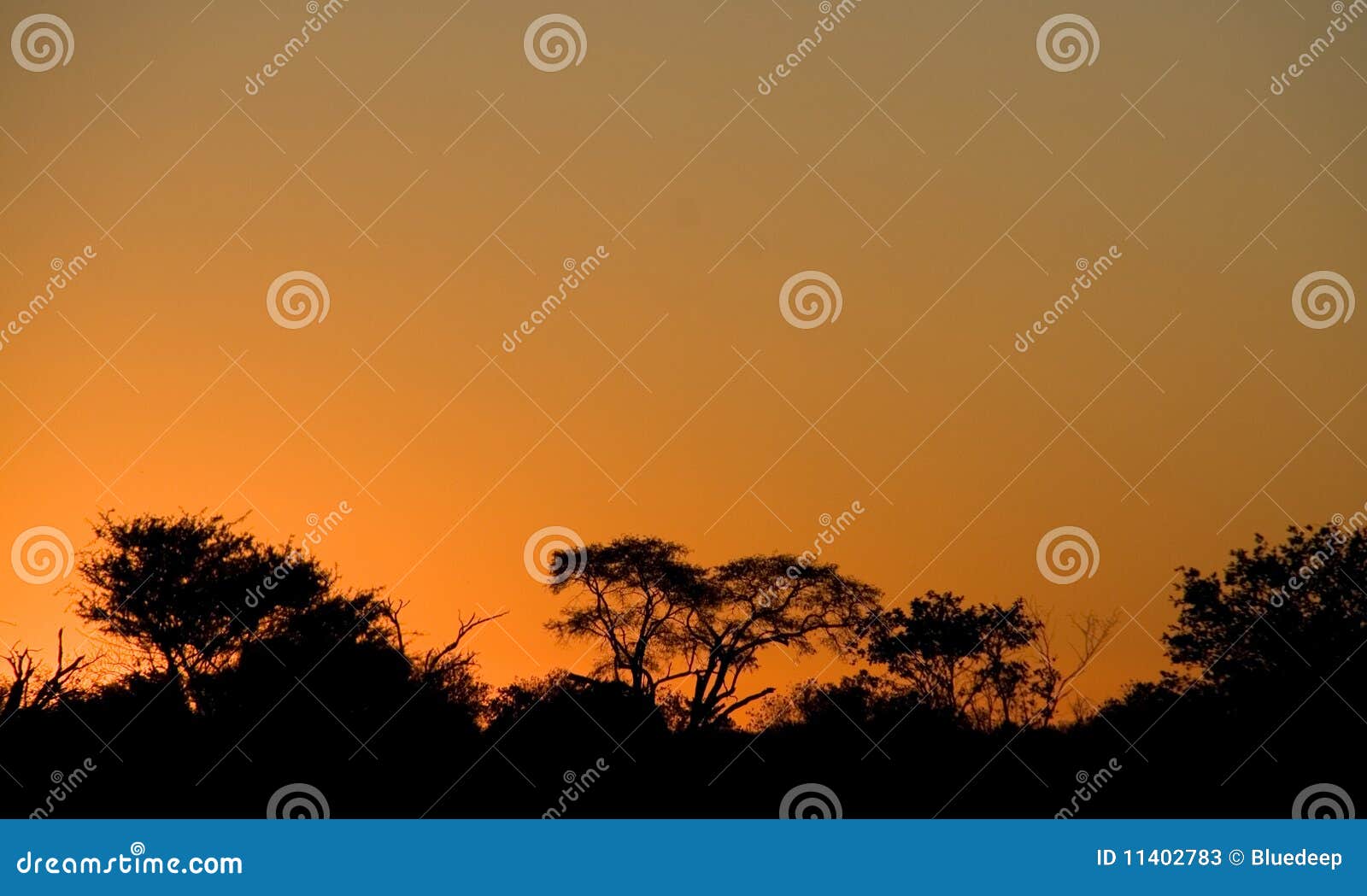Tree silhouette at sunset stock image. Image of sunset - 11402783